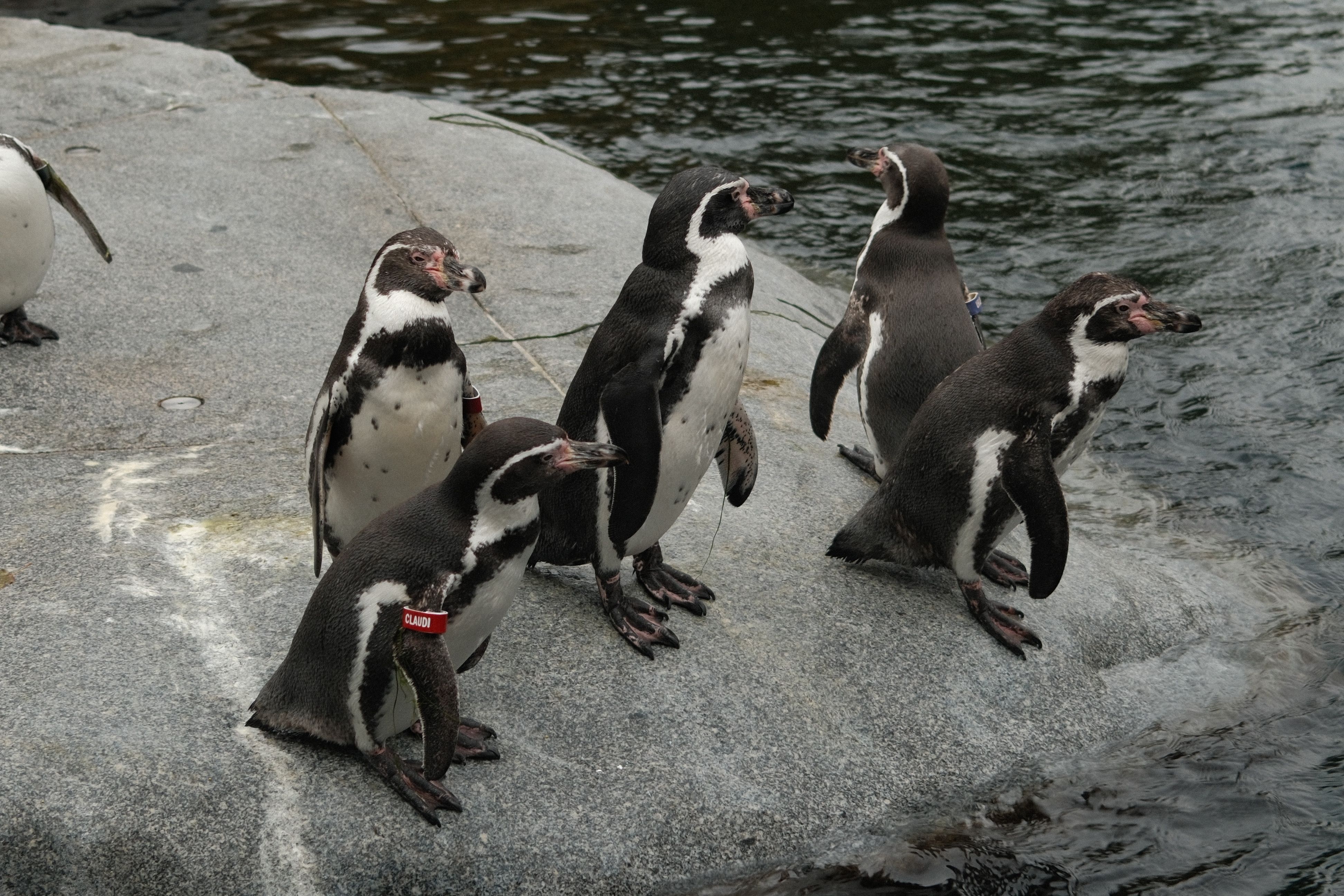 Cartoon Penguin Photos, Download The BEST Free Cartoon Penguin Stock ...