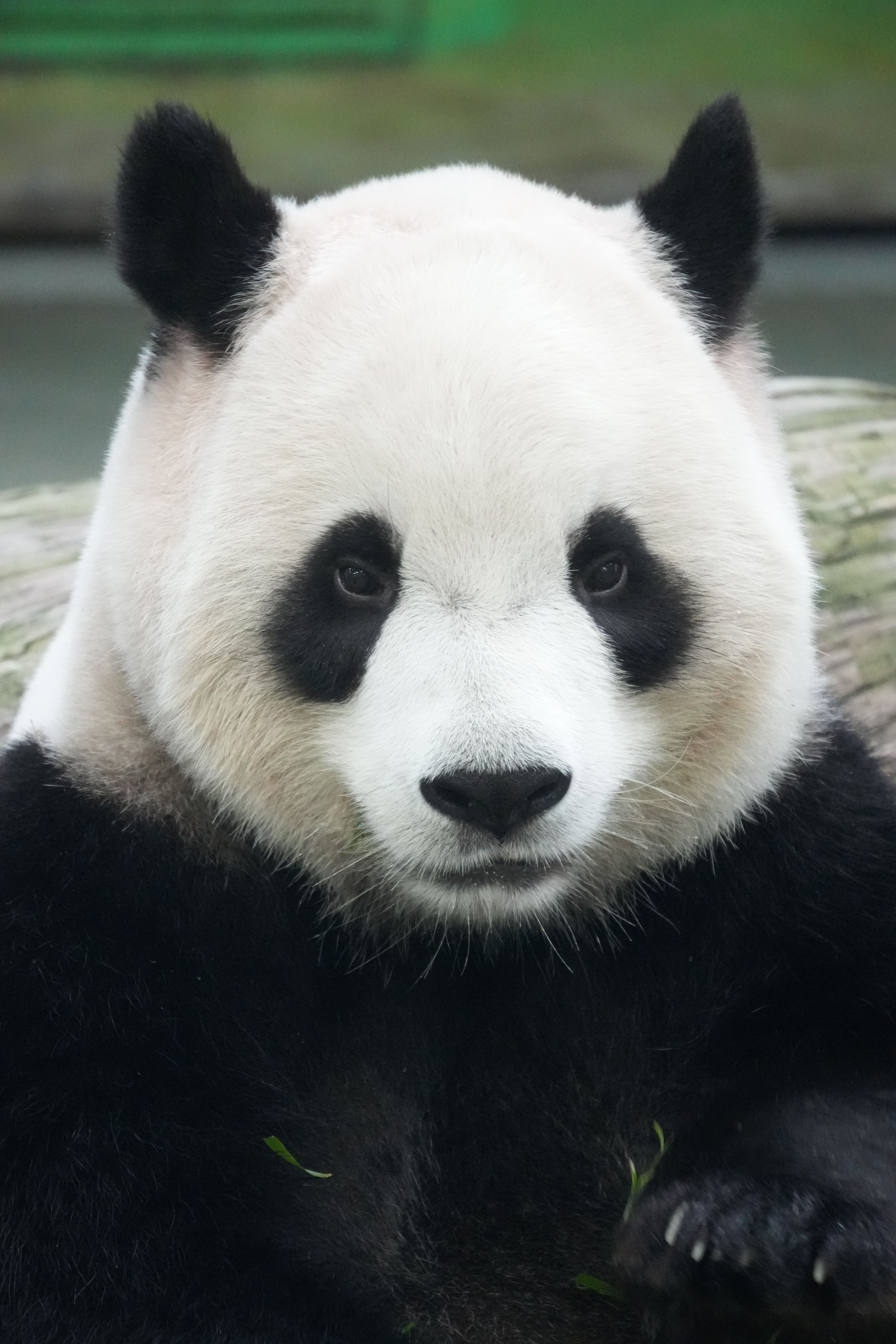 Close-Up Portrait of a Giant Panda in Nature · Free Stock Photo