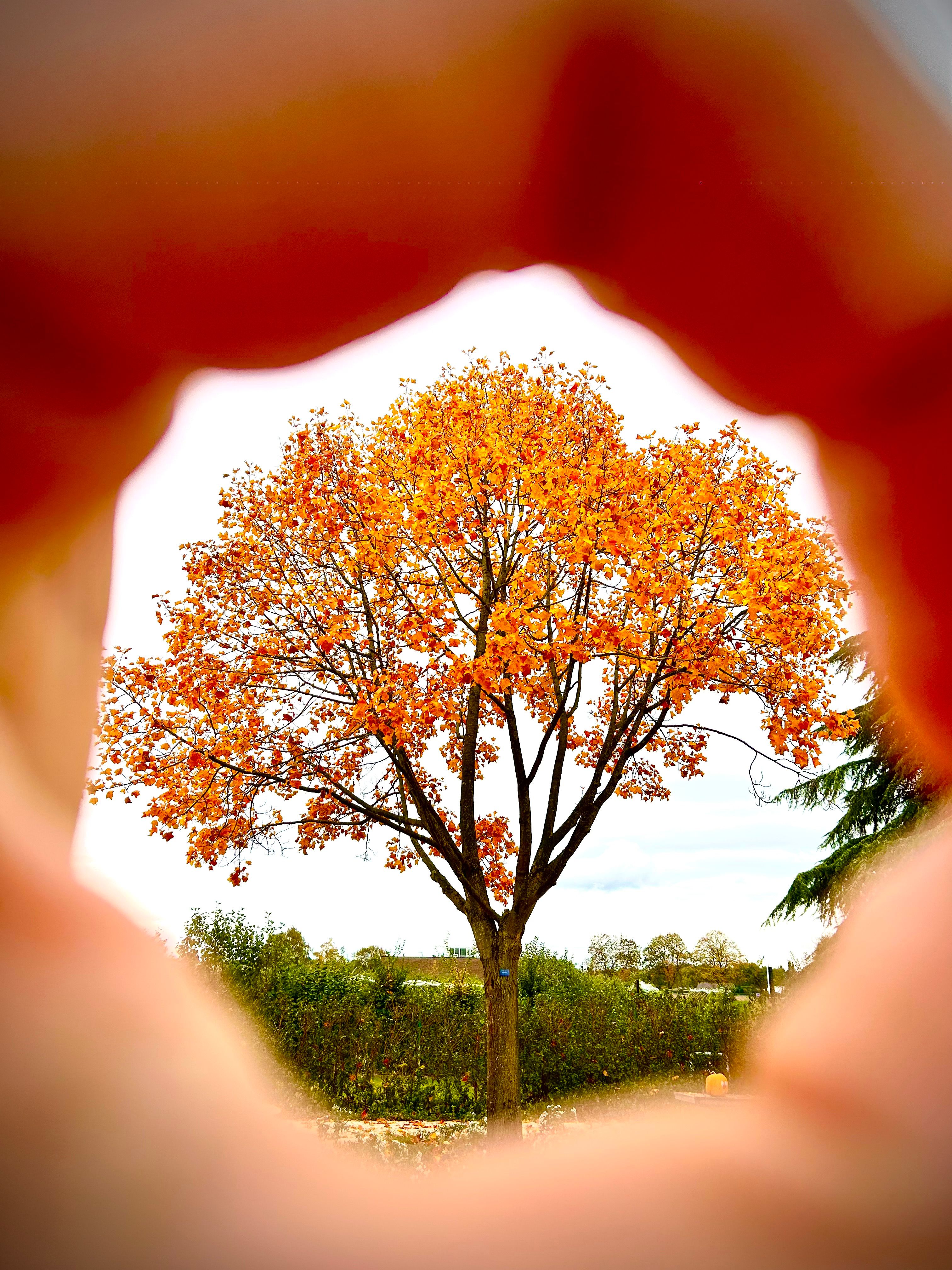 Framed View of Vibrant Orange Autumn Tree · Free Stock Photo