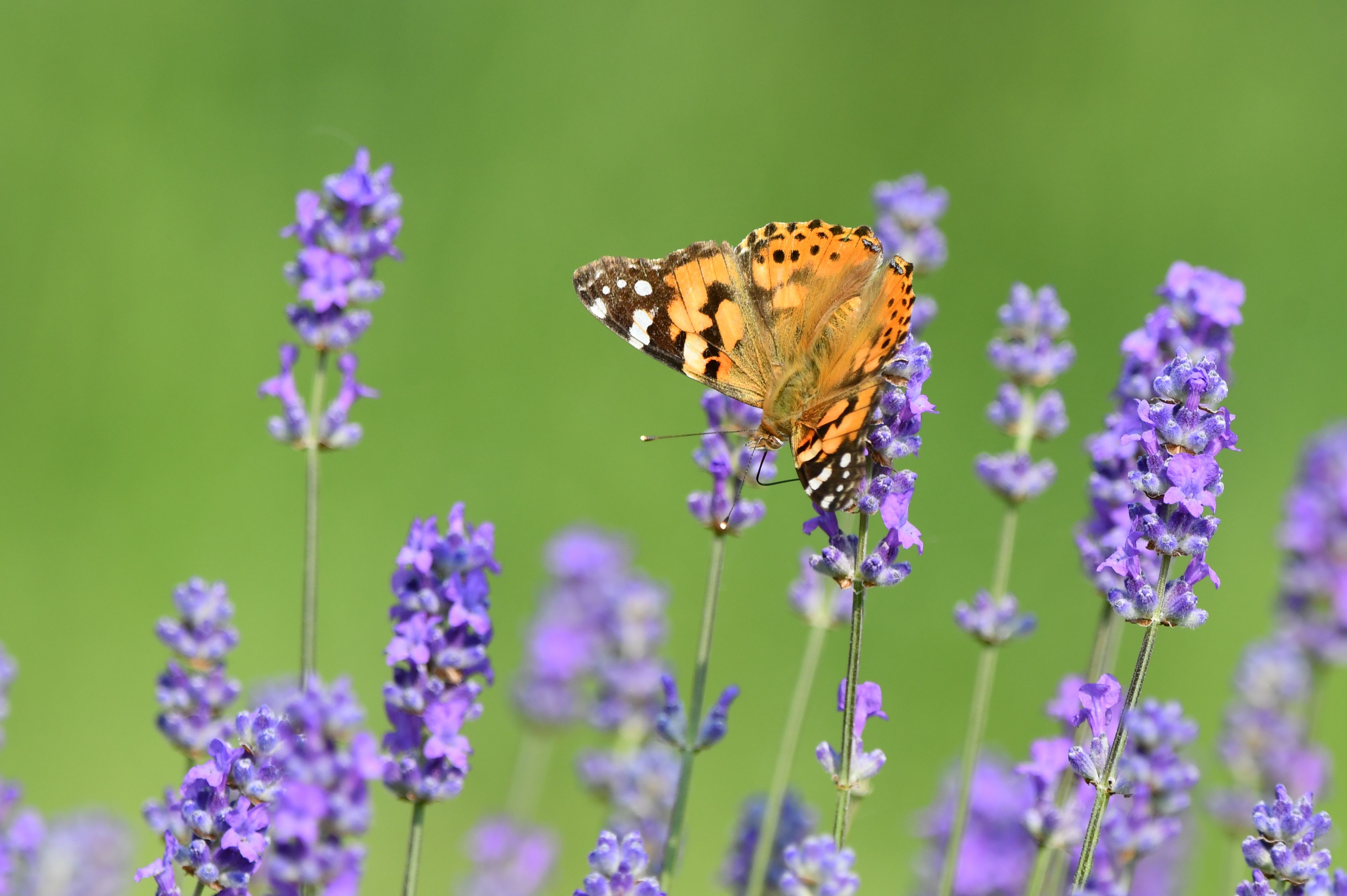 Butterfly Lavender Photos, Download The BEST Free Butterfly Lavender ...