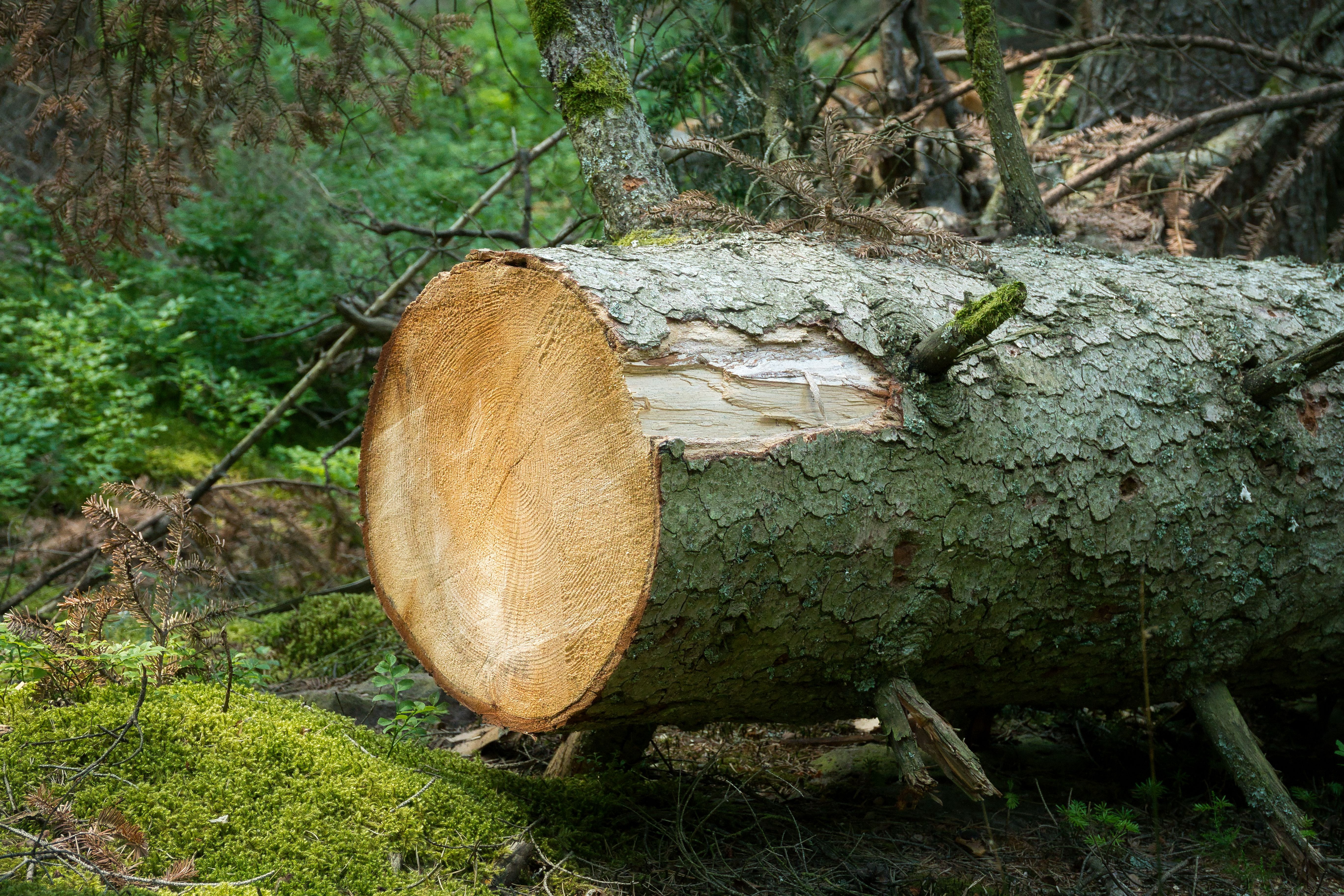 Tree Felling Photos, Download The BEST Free Tree Felling Stock Photos ...