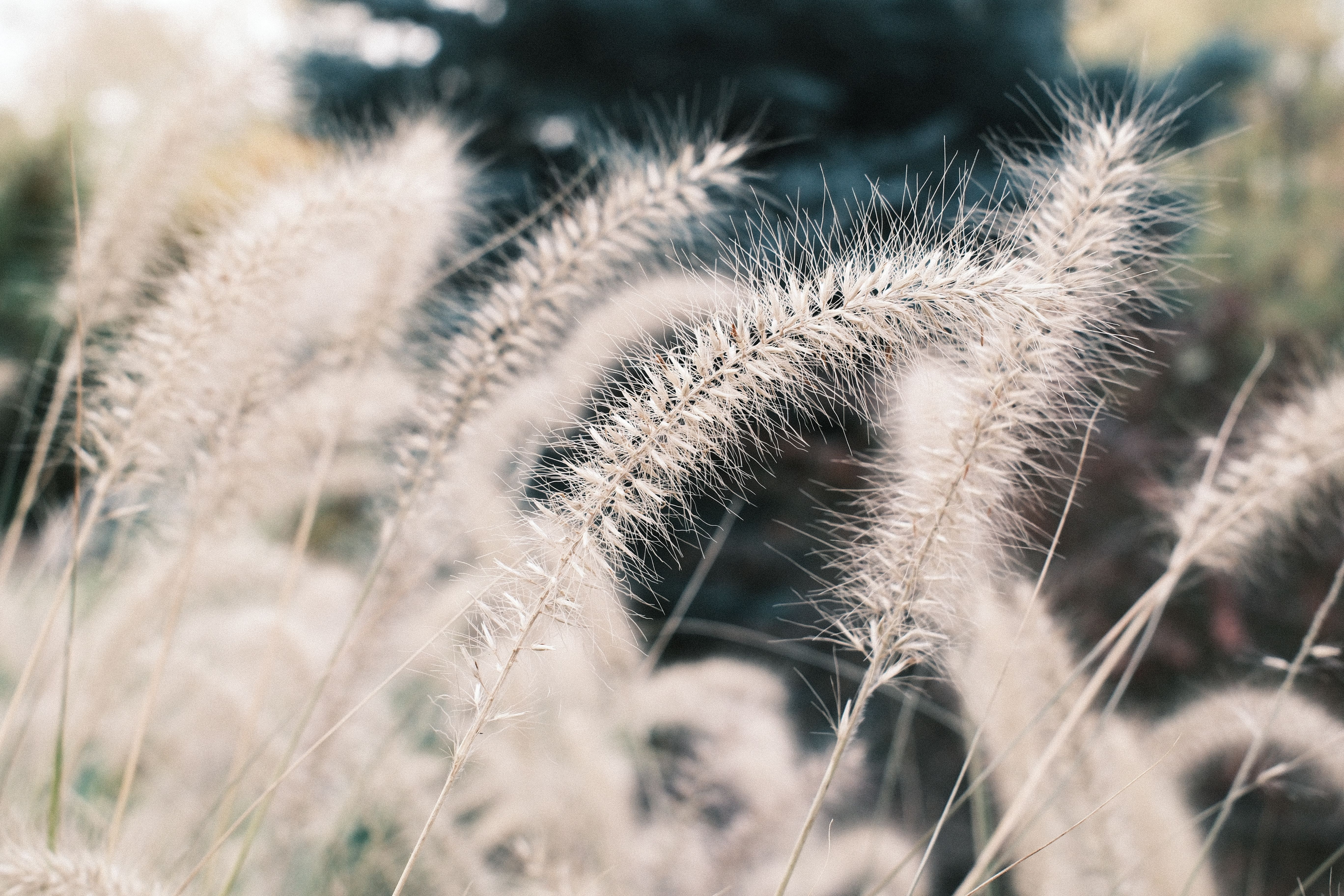 Grass Images Photos, Download The BEST Free Grass Images Stock Photos ...