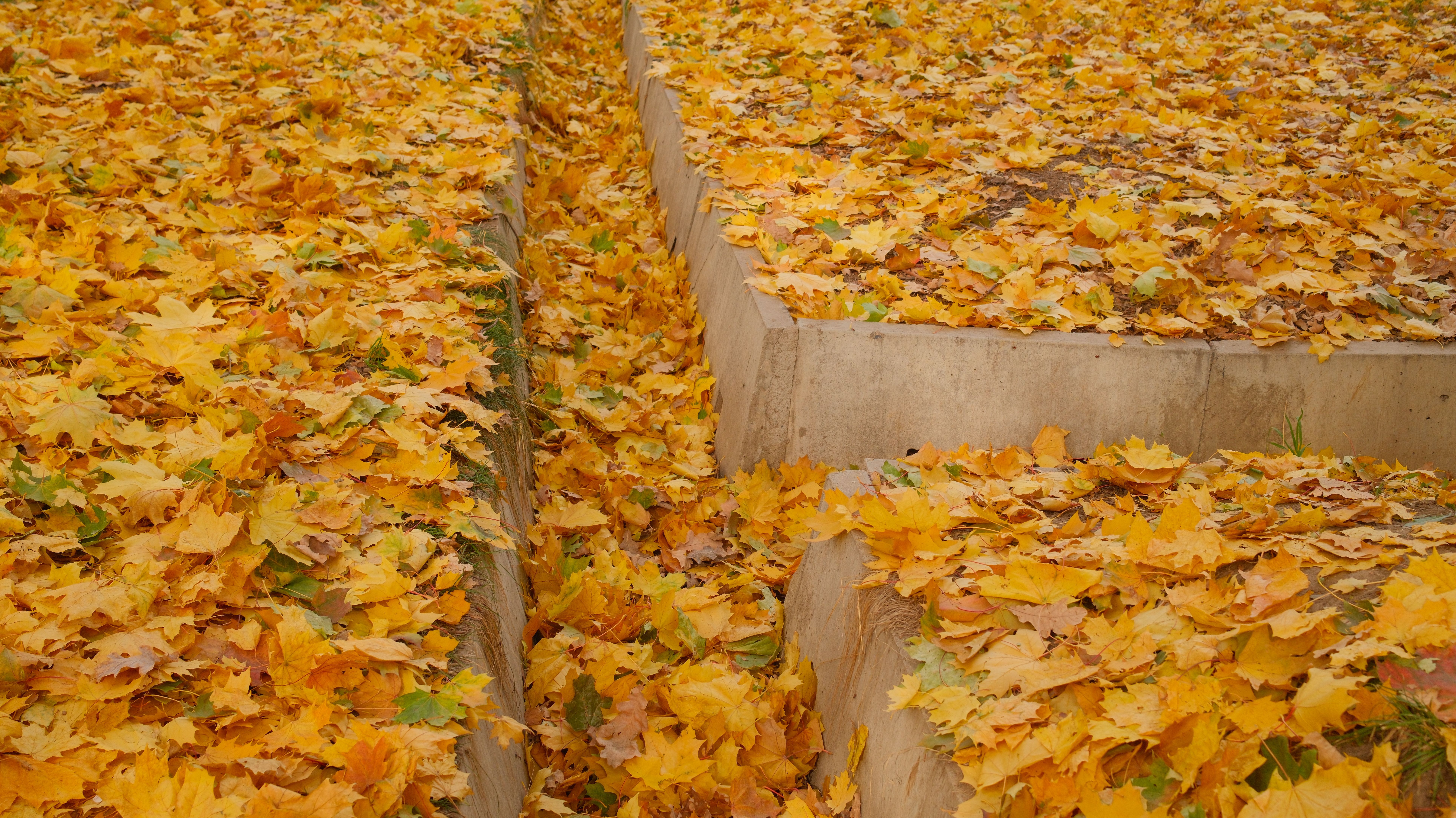 Autumn Leaves Covering Concrete Steps in Fall · Free Stock Photo