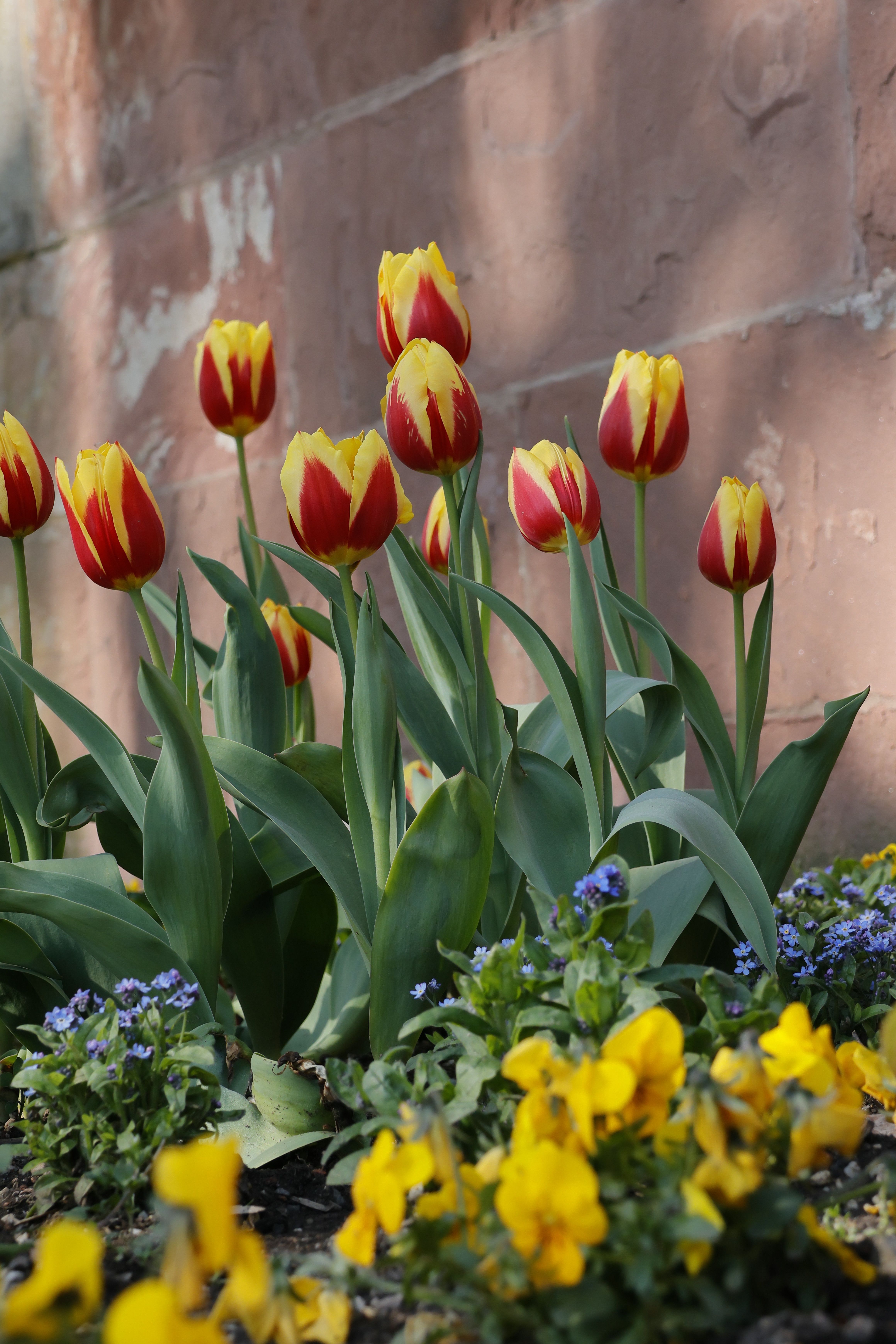 Tulip Jpg Photos, Download The BEST Free Tulip Jpg Stock Photos & HD Images