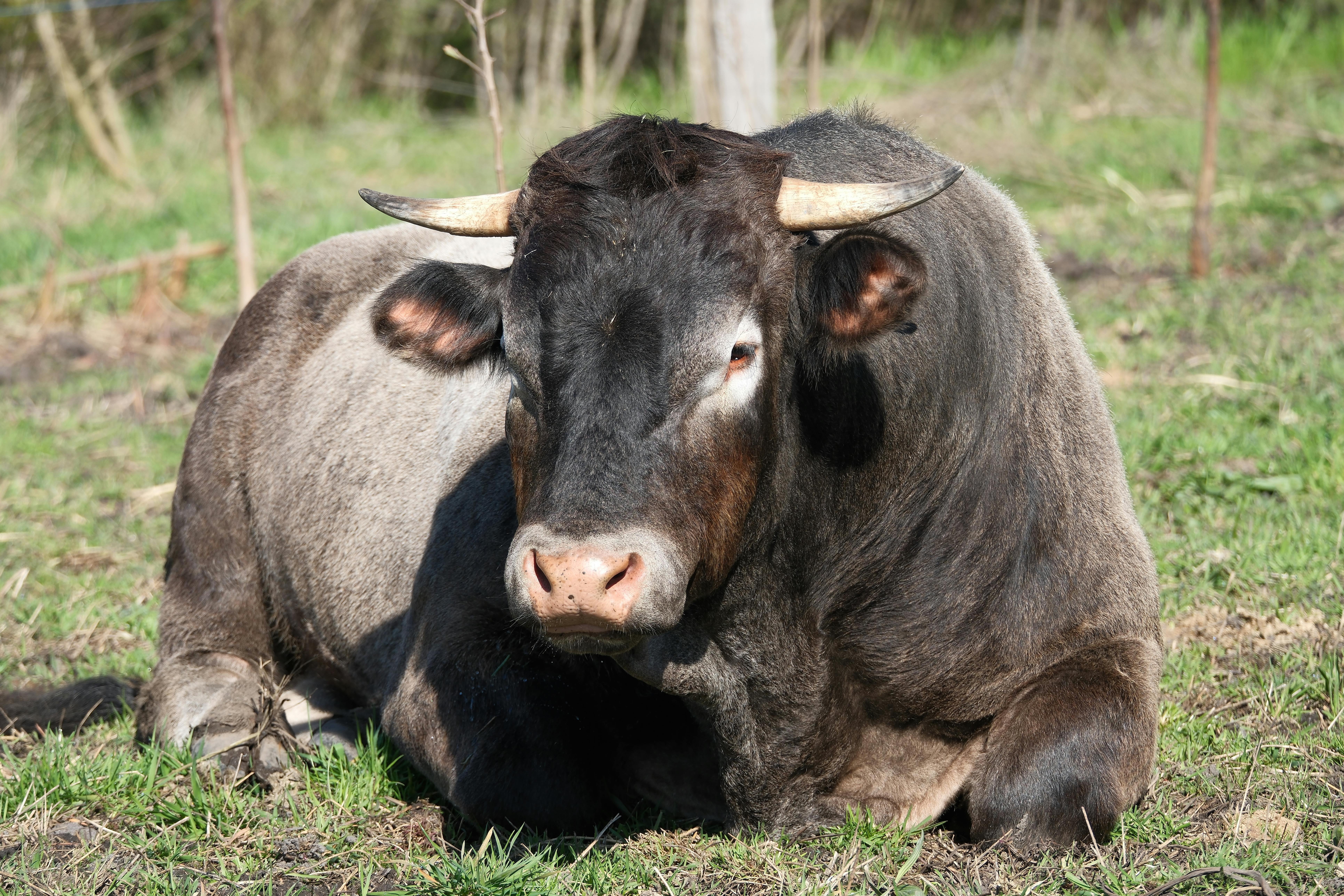 Bull Photos, Download The BEST Free Bull Stock Photos & HD Images