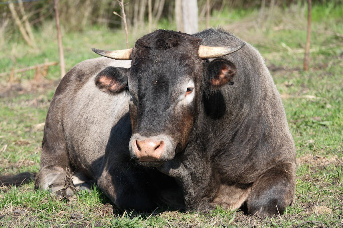 Bull Photos, Download The BEST Free Bull Stock Photos & HD Images