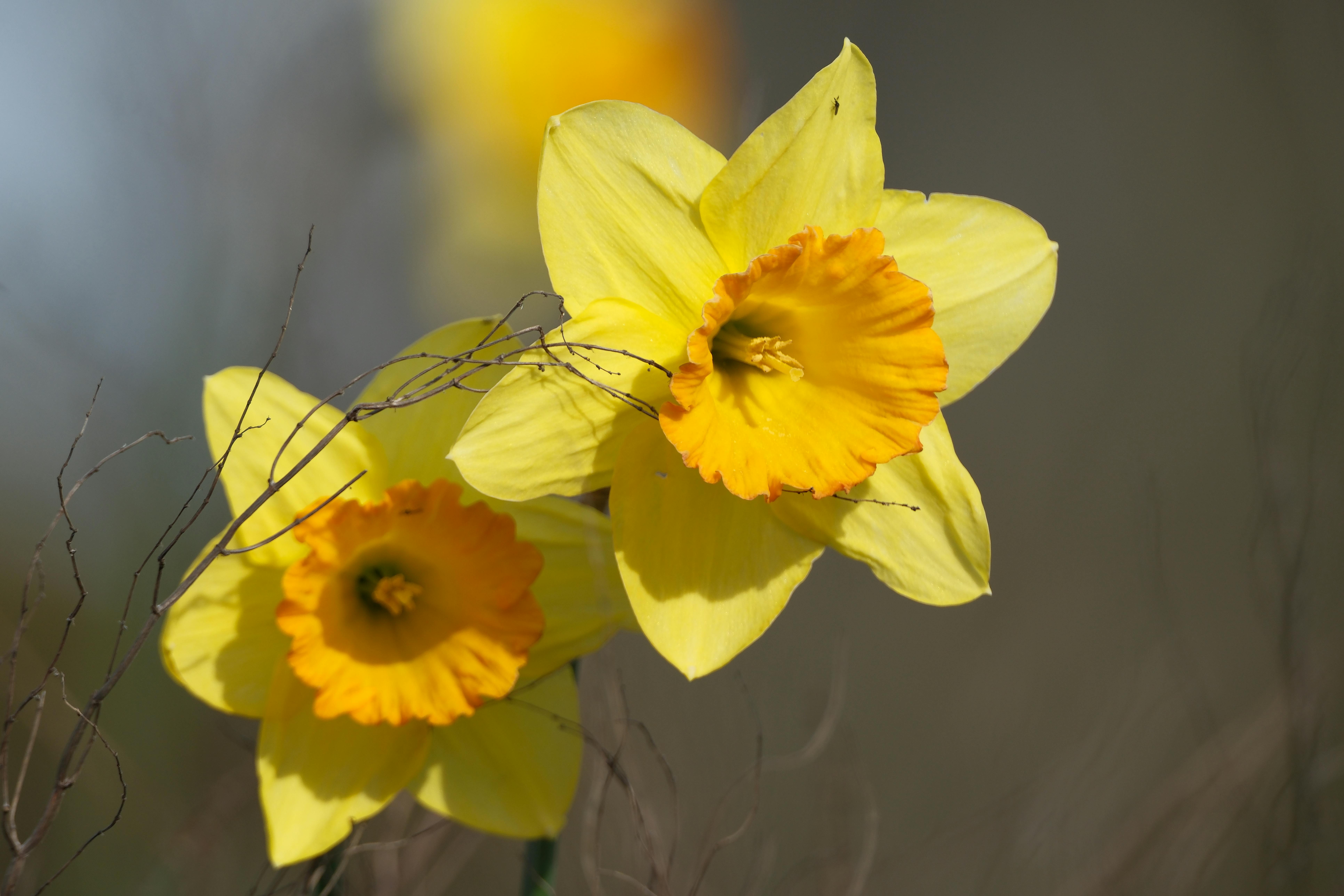 Daffodil Photos, Download The BEST Free Daffodil Stock Photos & HD Images