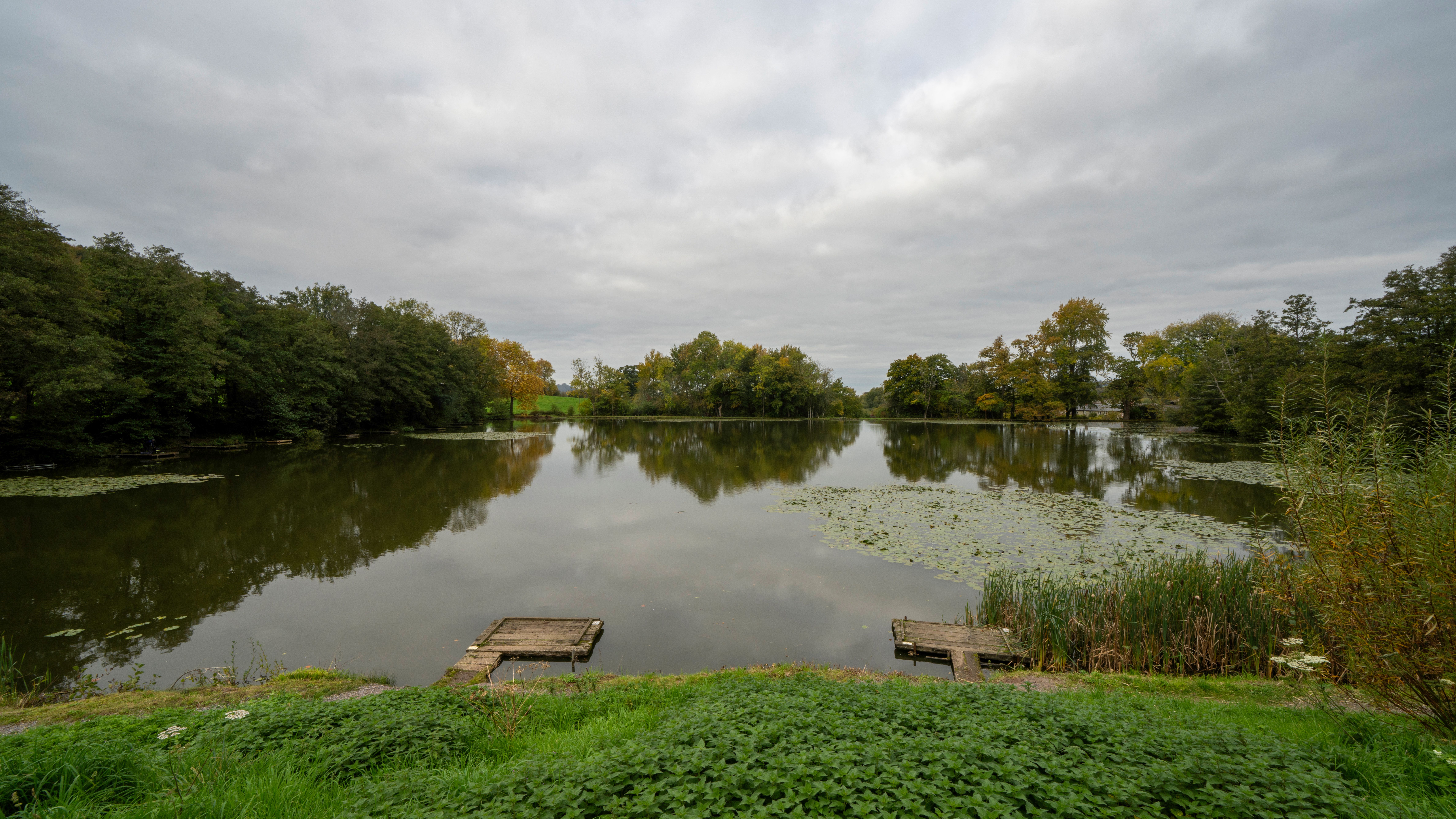 Trees around Pond in Park · Free Stock Photo