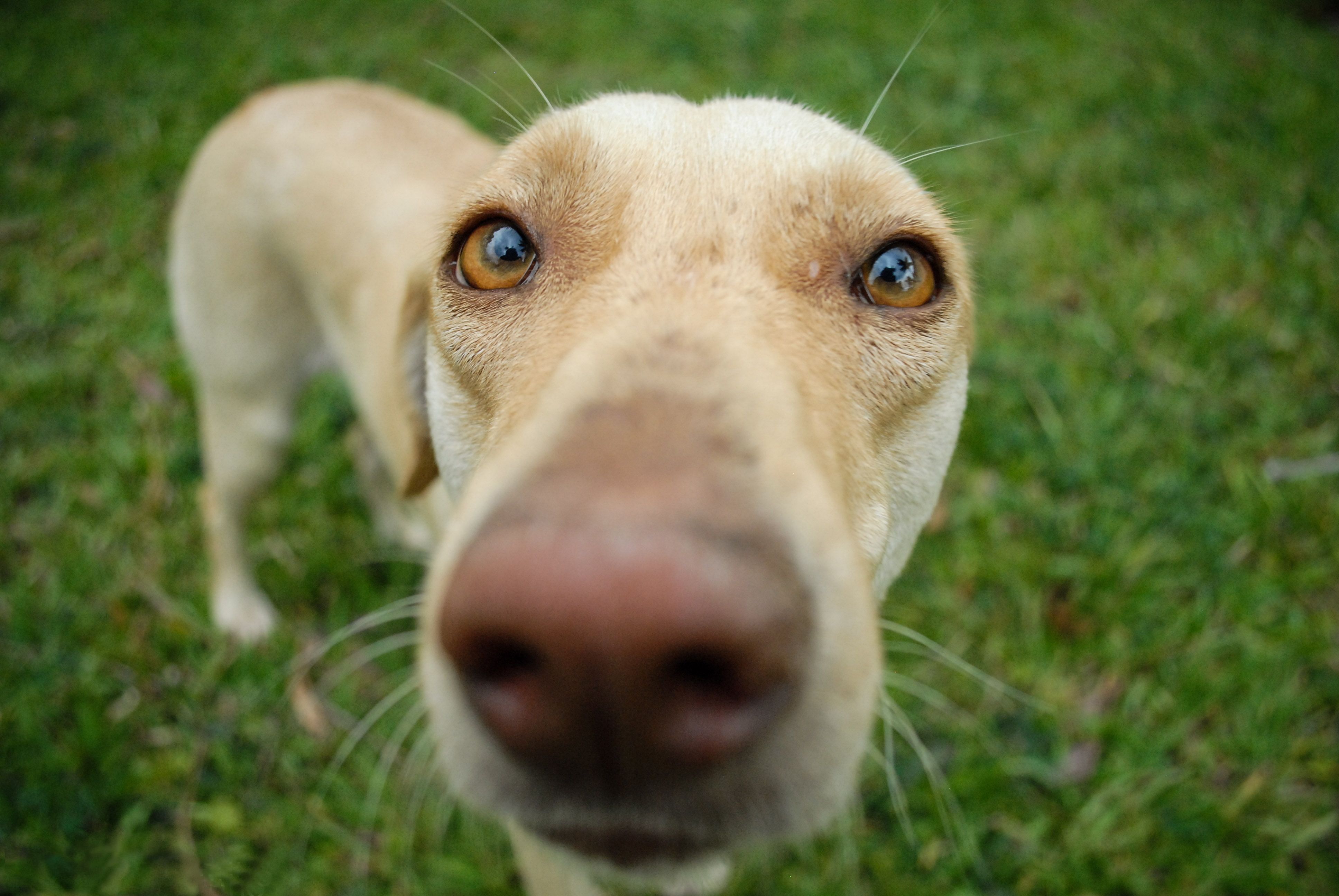 Primer Plano De Un Perro Curioso Olfateando La Lente De Una Cámara ...