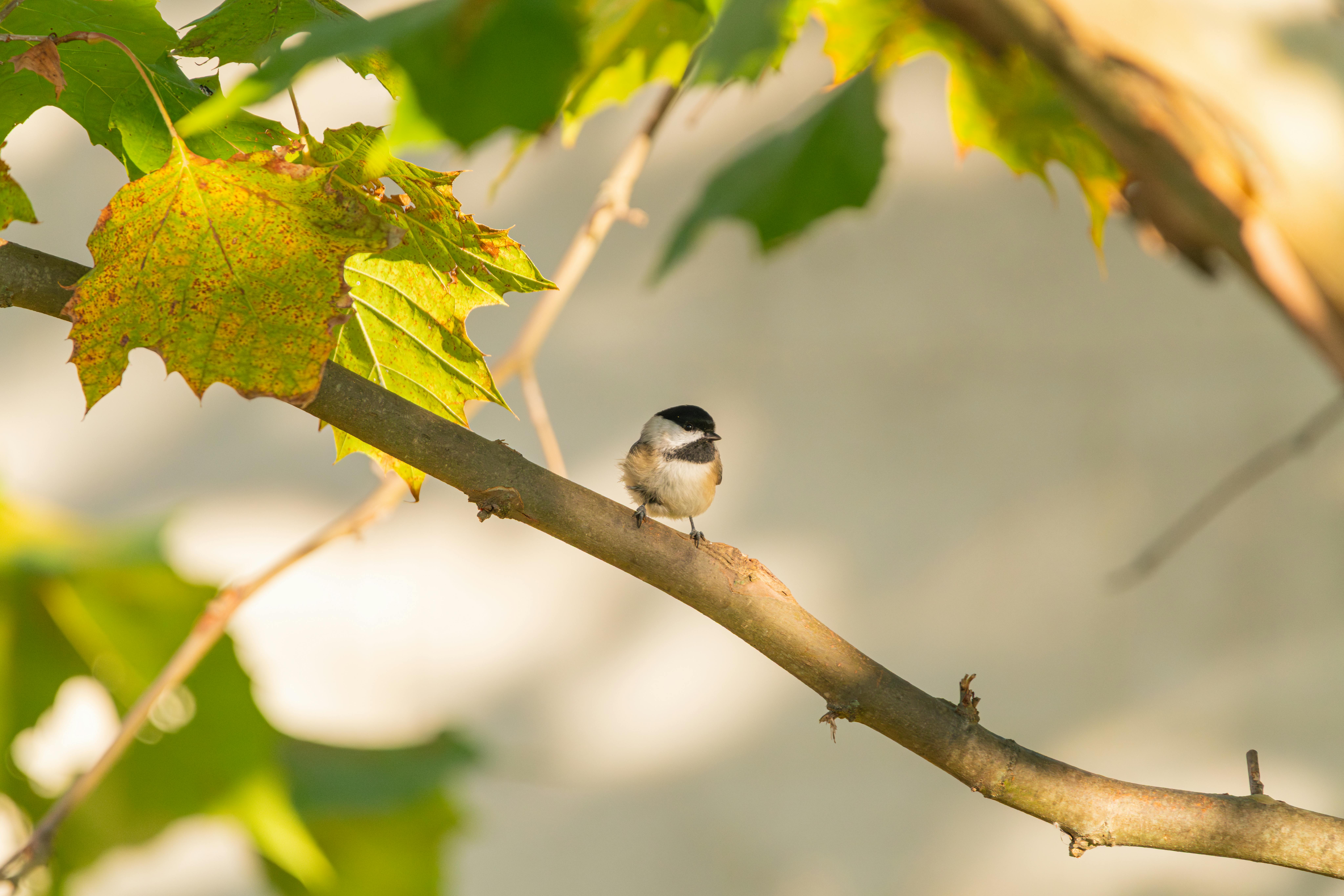 Cute Avatars Photos, Download The BEST Free Cute Avatars Stock Photos ...