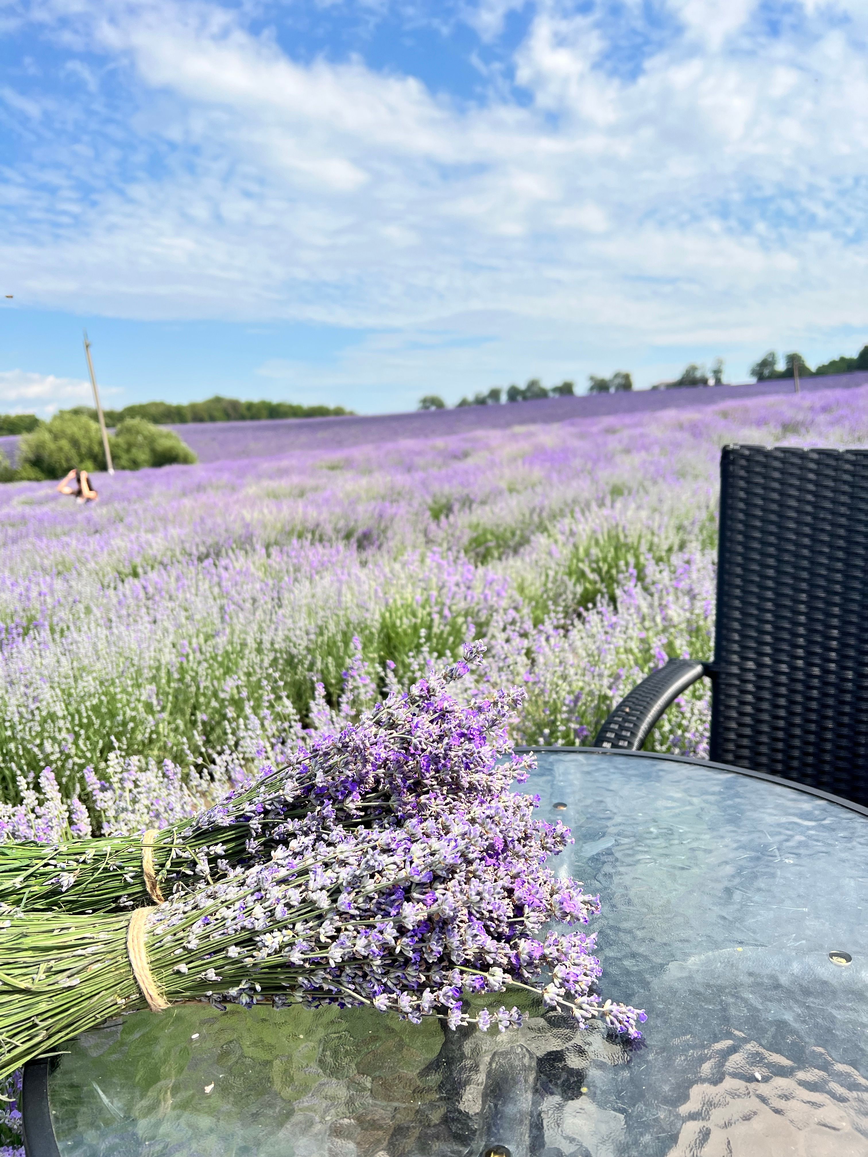 Relaxation Lavender Photos, Download The BEST Free Relaxation Lavender ...