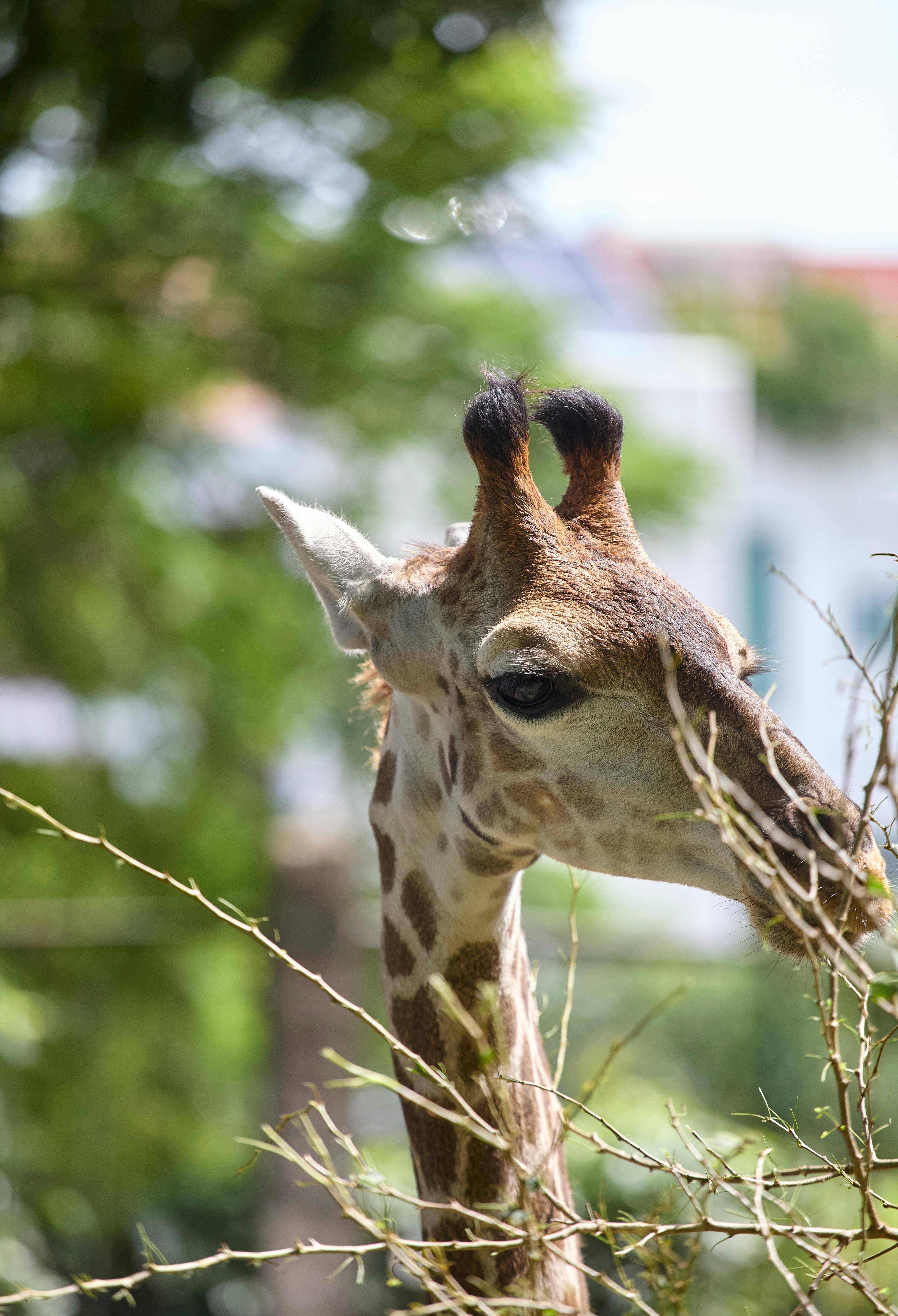 Romantic+Kisses+On+Neck+Gif Photos, Download The BEST Free Romantic ...