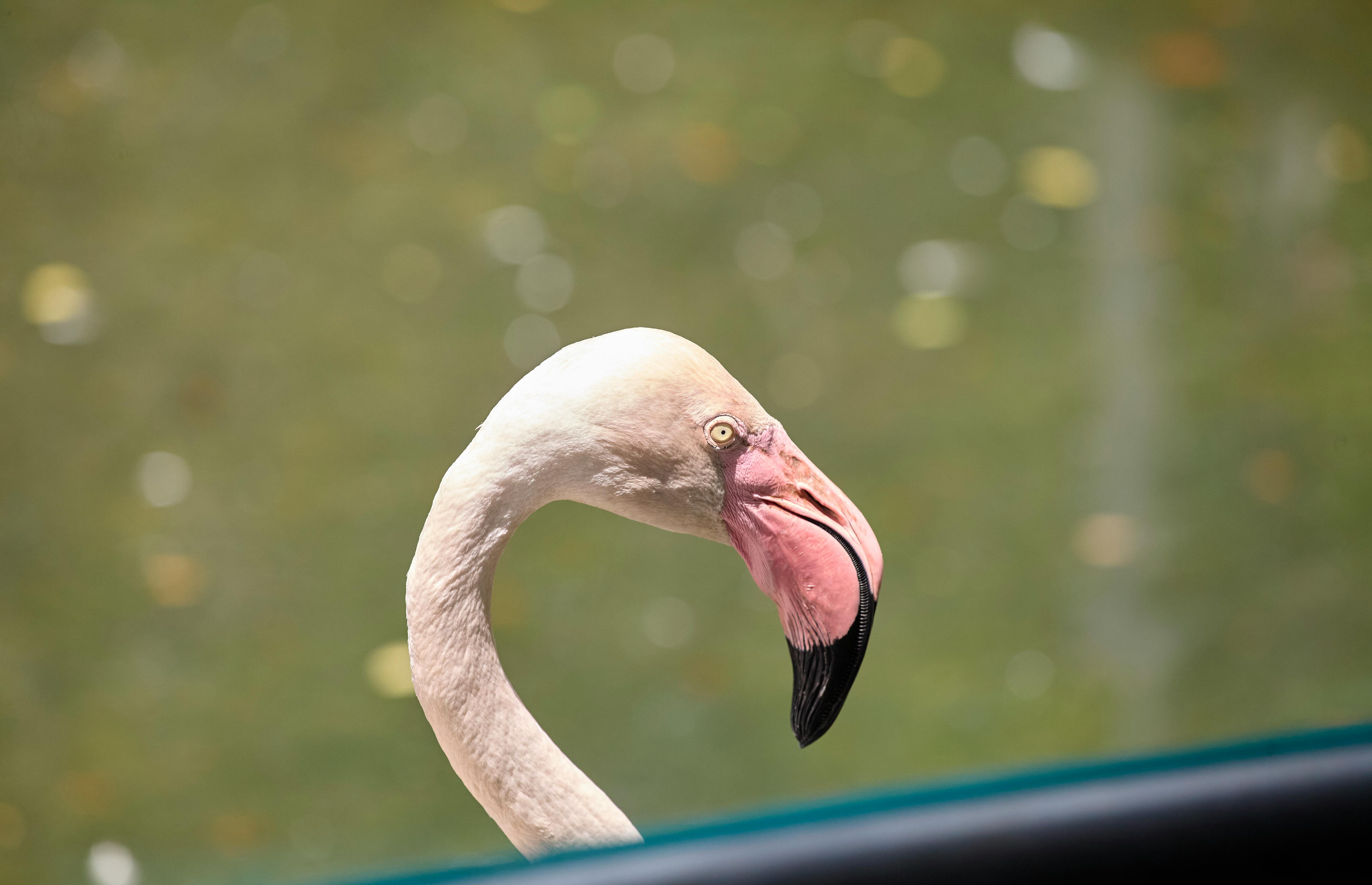 Romantic+Kisses+On+Neck+Gif Photos, Download The BEST Free Romantic ...