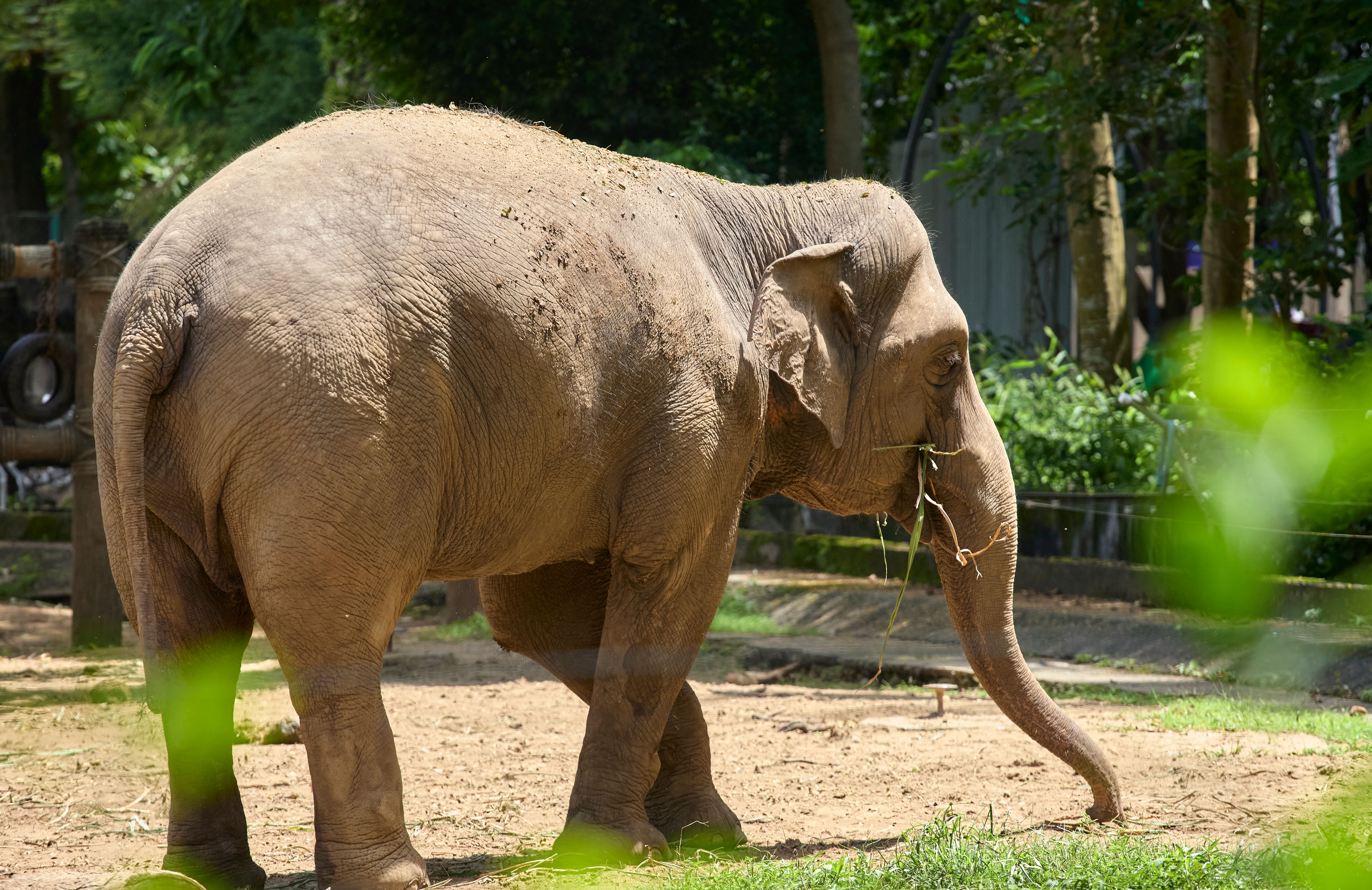 Asian Elephant Grazing at a Zoo Enclosure · Free Stock Photo