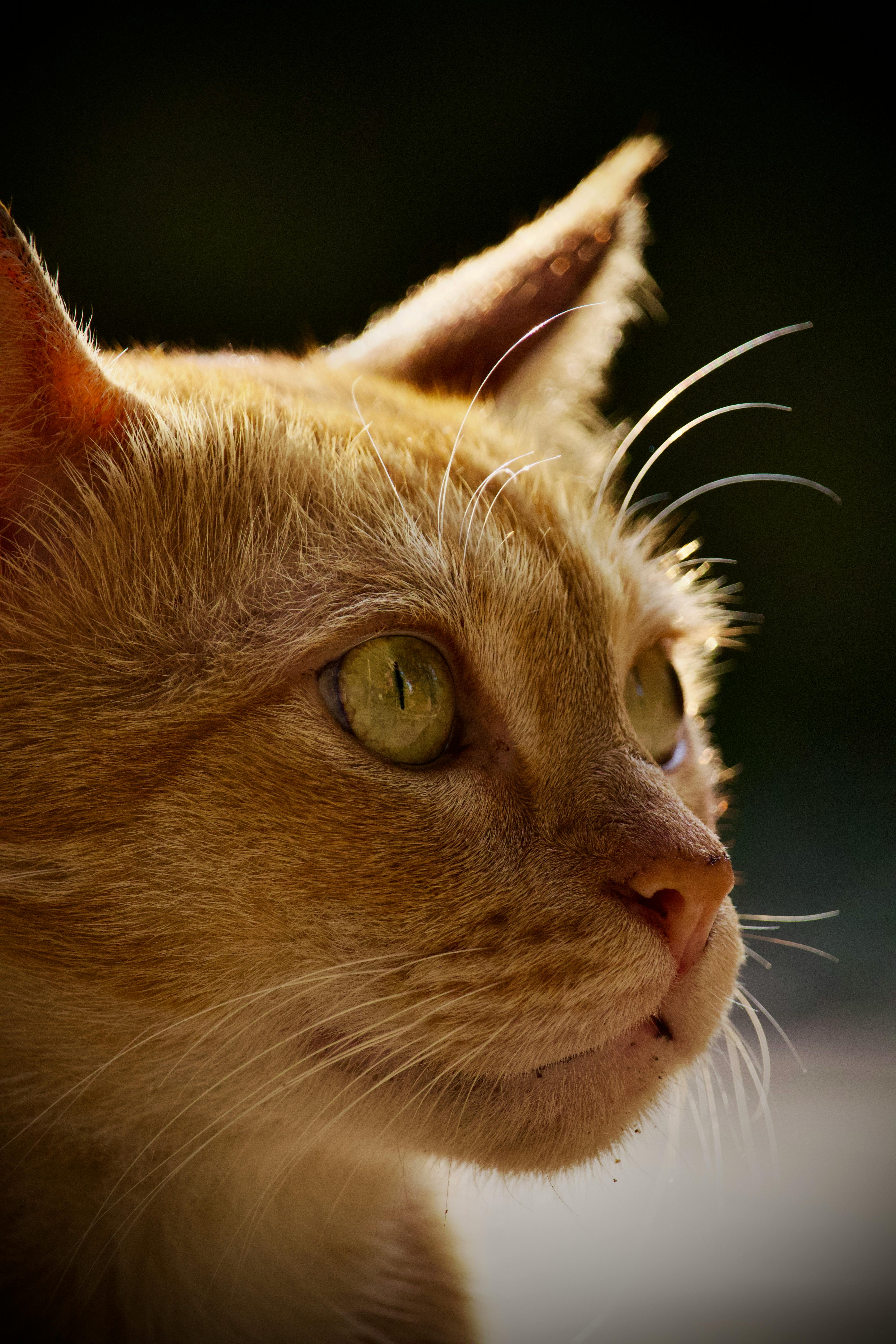 Cat Side View Photos, Download The BEST Free Cat Side View Stock Photos ...