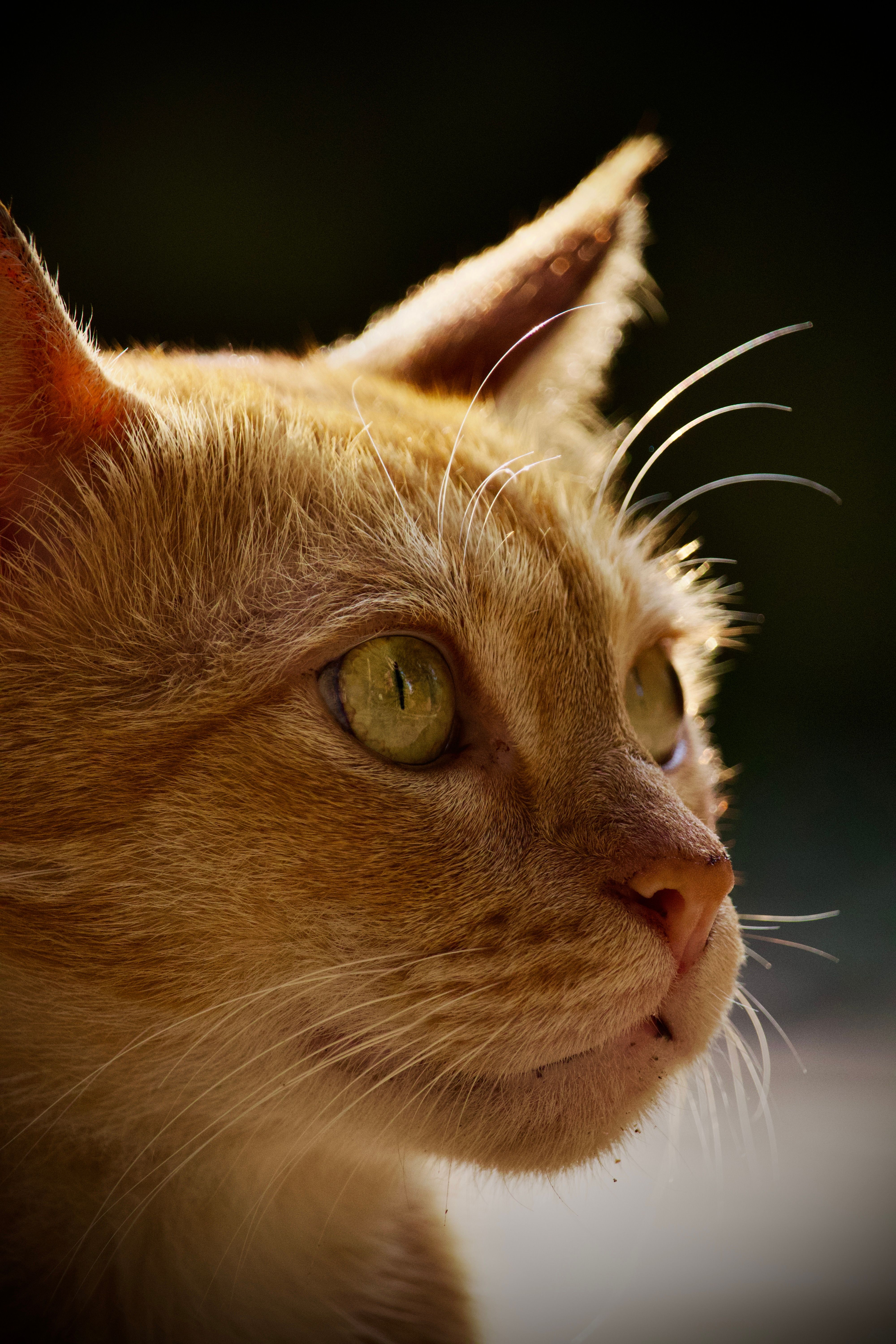 Cute Profile Photos, Download The BEST Free Cute Profile Stock Photos ...