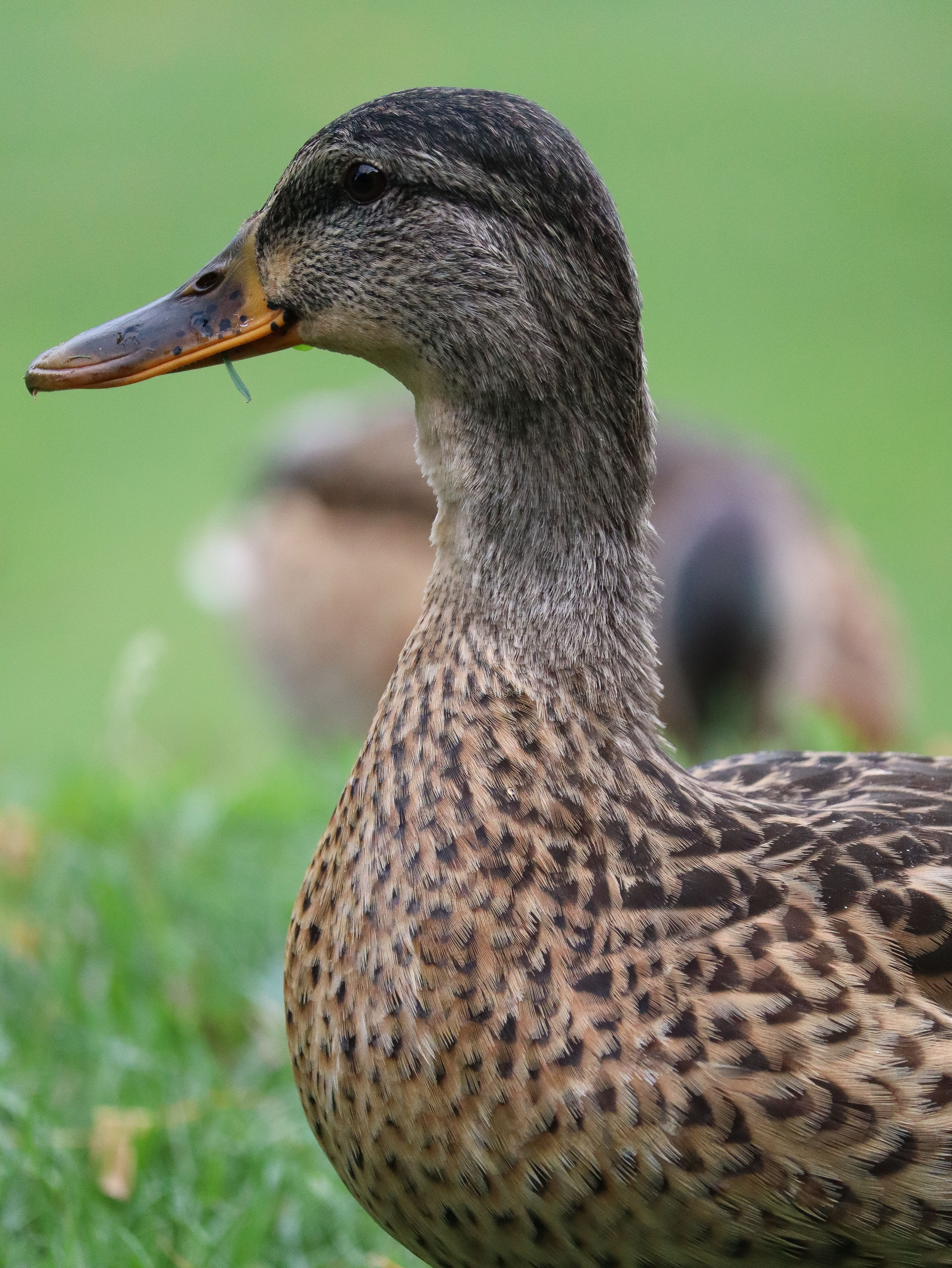 Duck+Pfp Photos, Download The BEST Free Duck+Pfp Stock Photos & HD Images