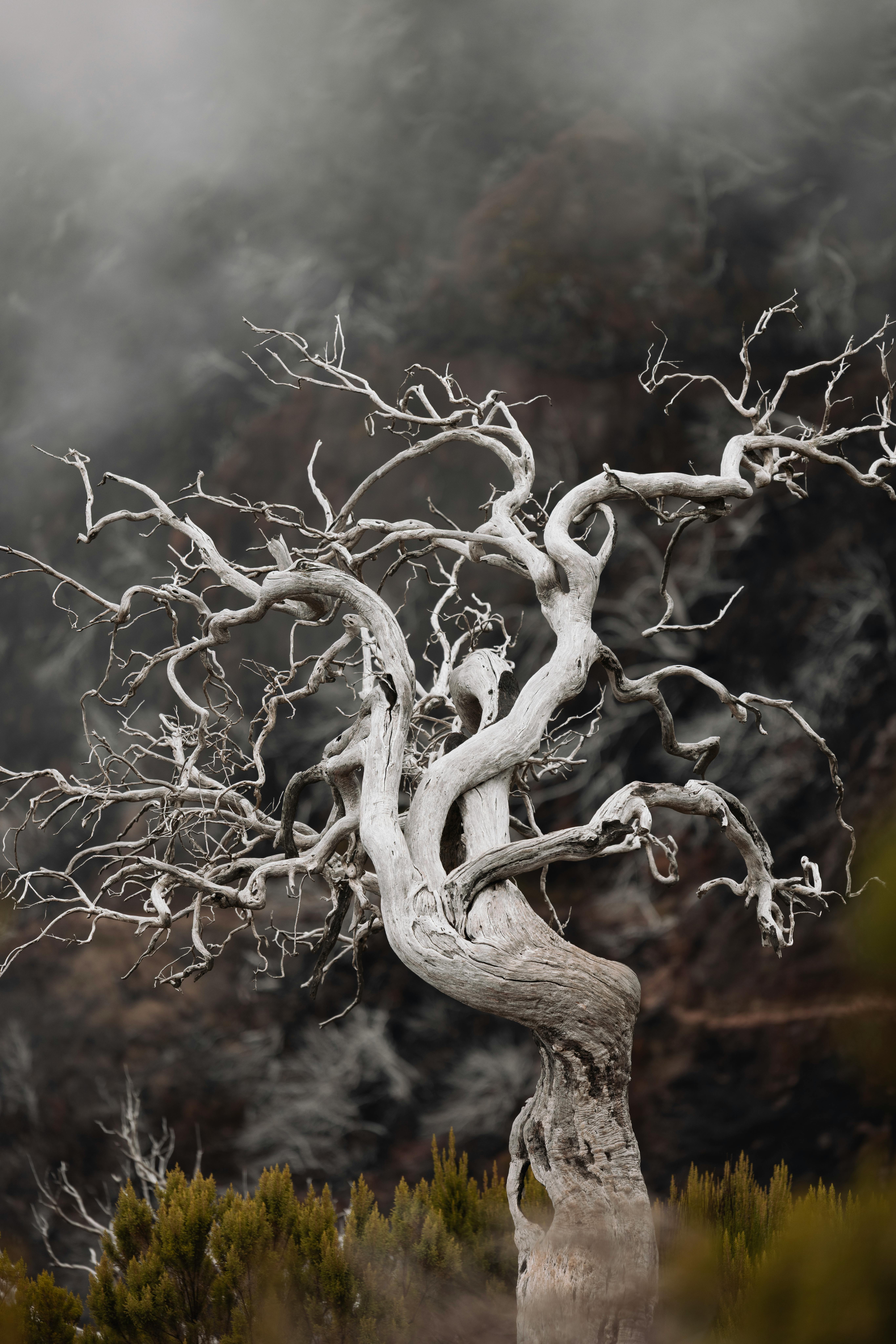 Twisted tree in misty Madeira landscape · Free Stock Photo