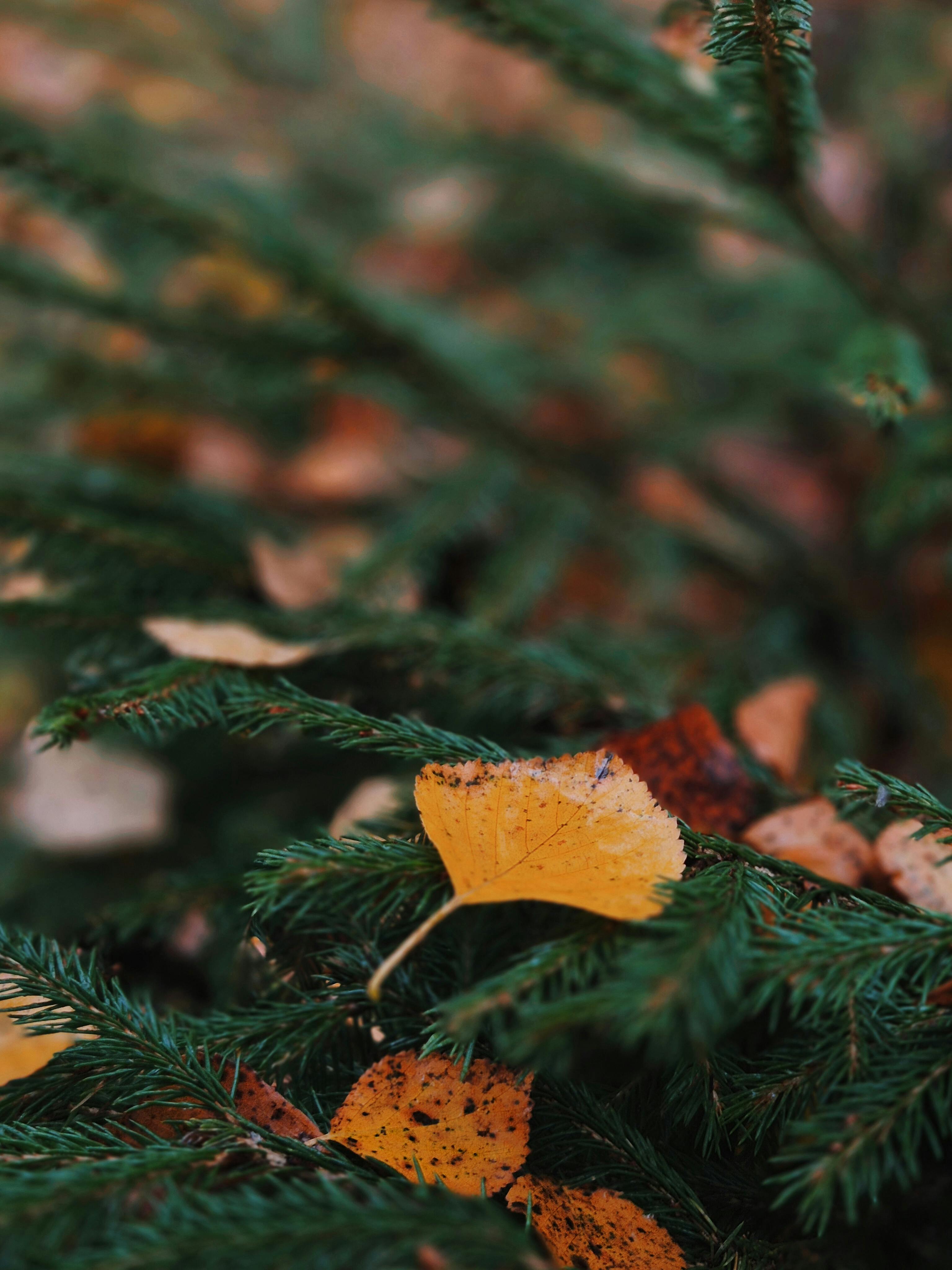 Tree Texture Photos, Download The BEST Free Tree Texture Stock Photos ...