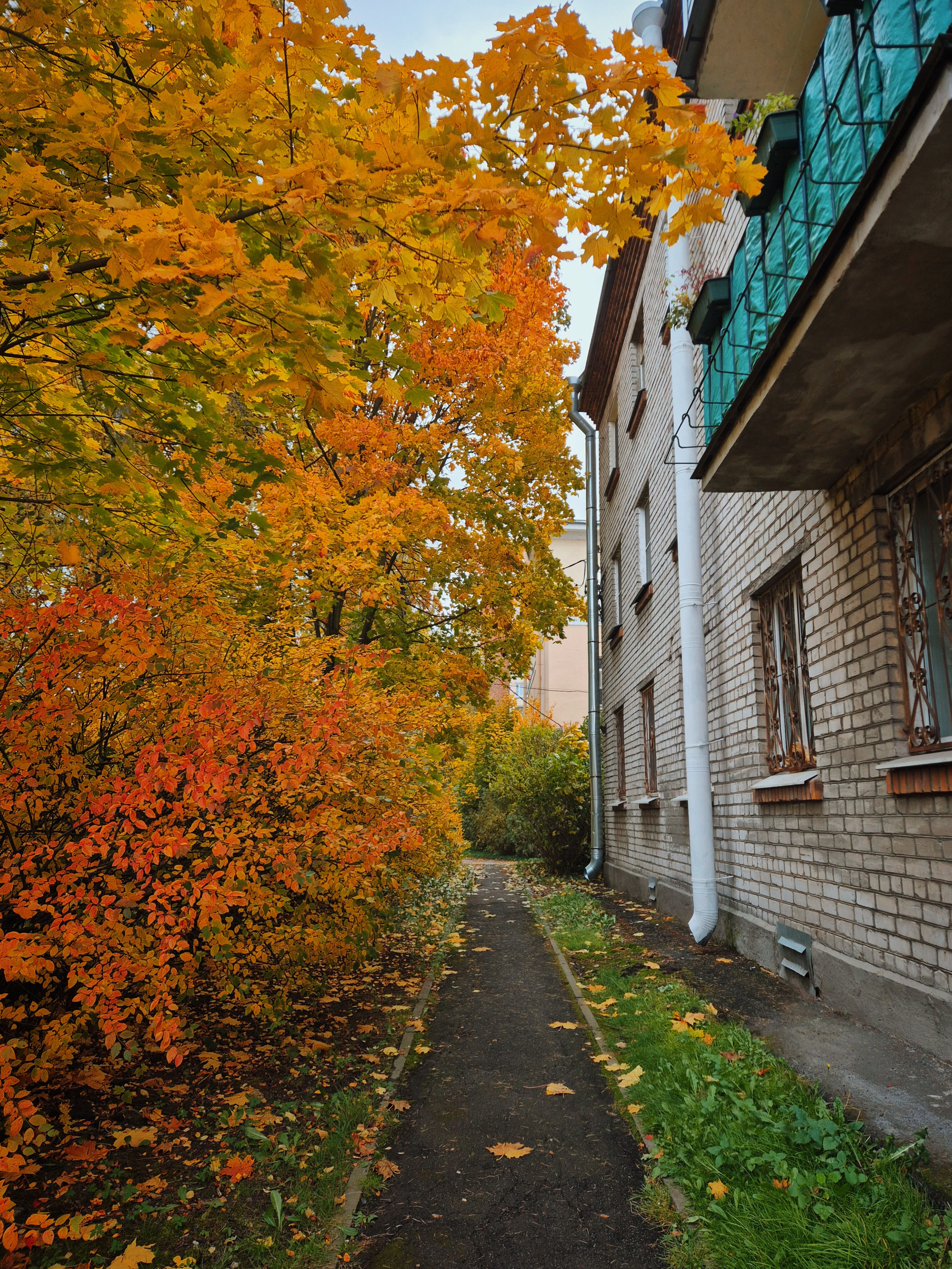Vibrant Autumn Foliage in Urban Alleyway · Free Stock Photo