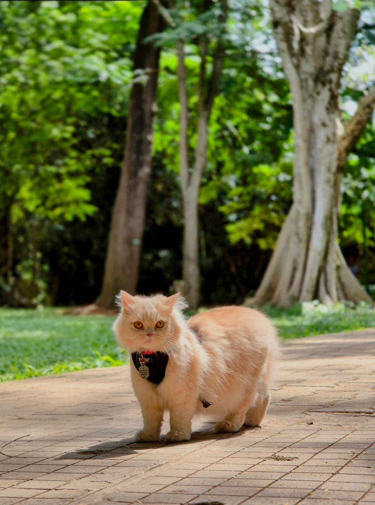 Alien Cat Photos, Download The BEST Free Alien Cat Stock Photos & HD Images