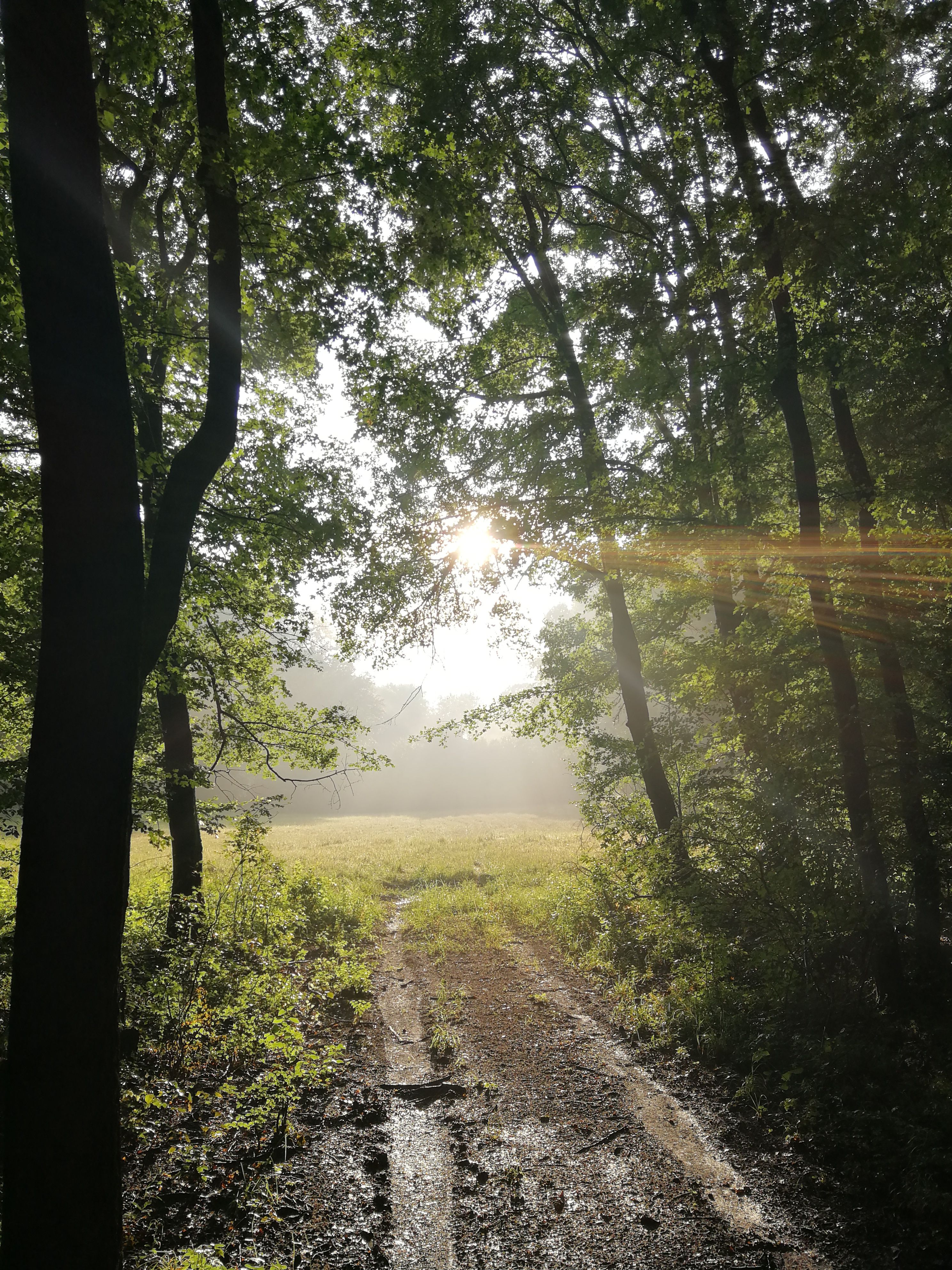 Peaceful Forest Path with Sunlight Breaking Through Trees · Free Stock ...