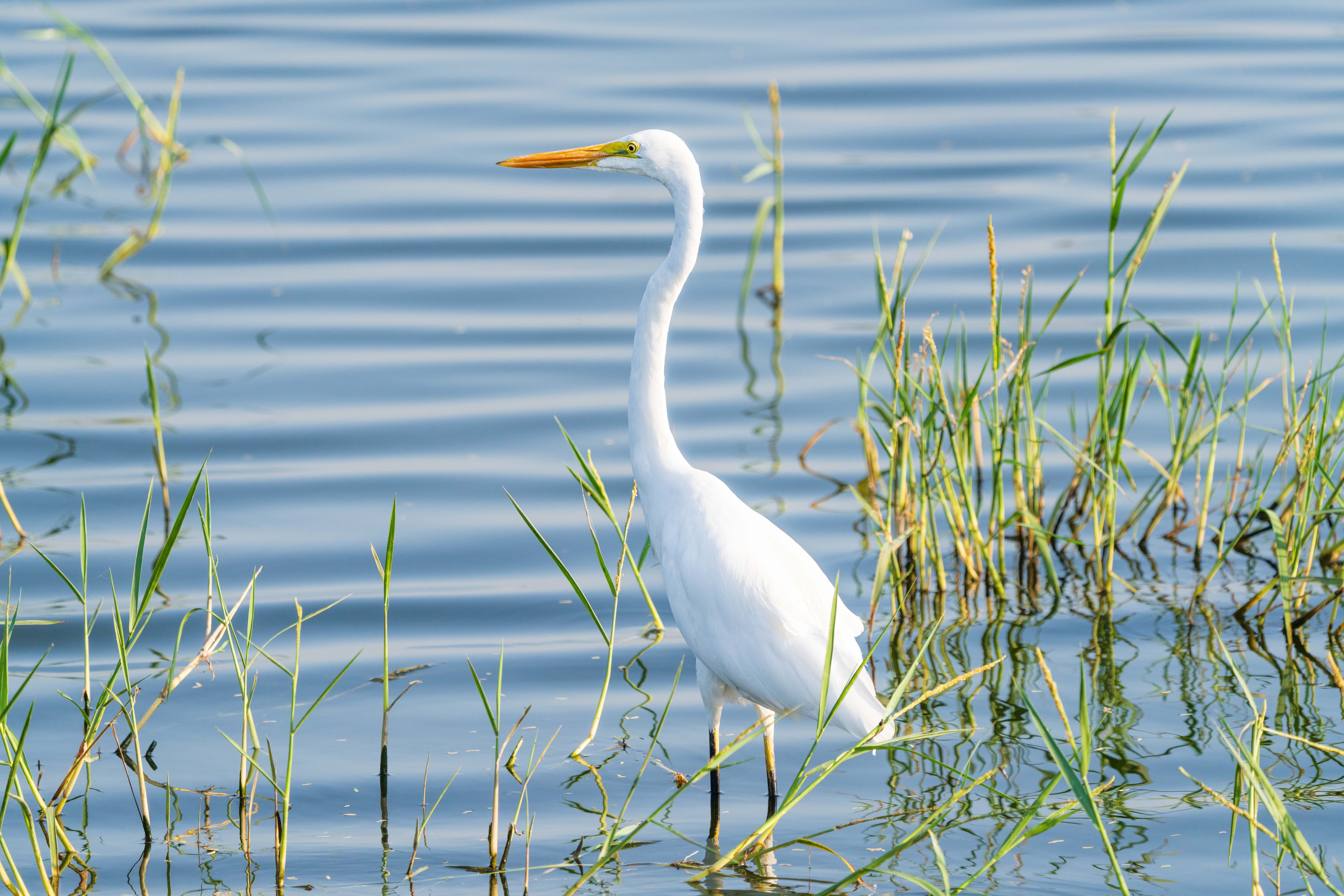 Great Egret in Jamnagar Wetlands during Daytime · Free Stock Photo