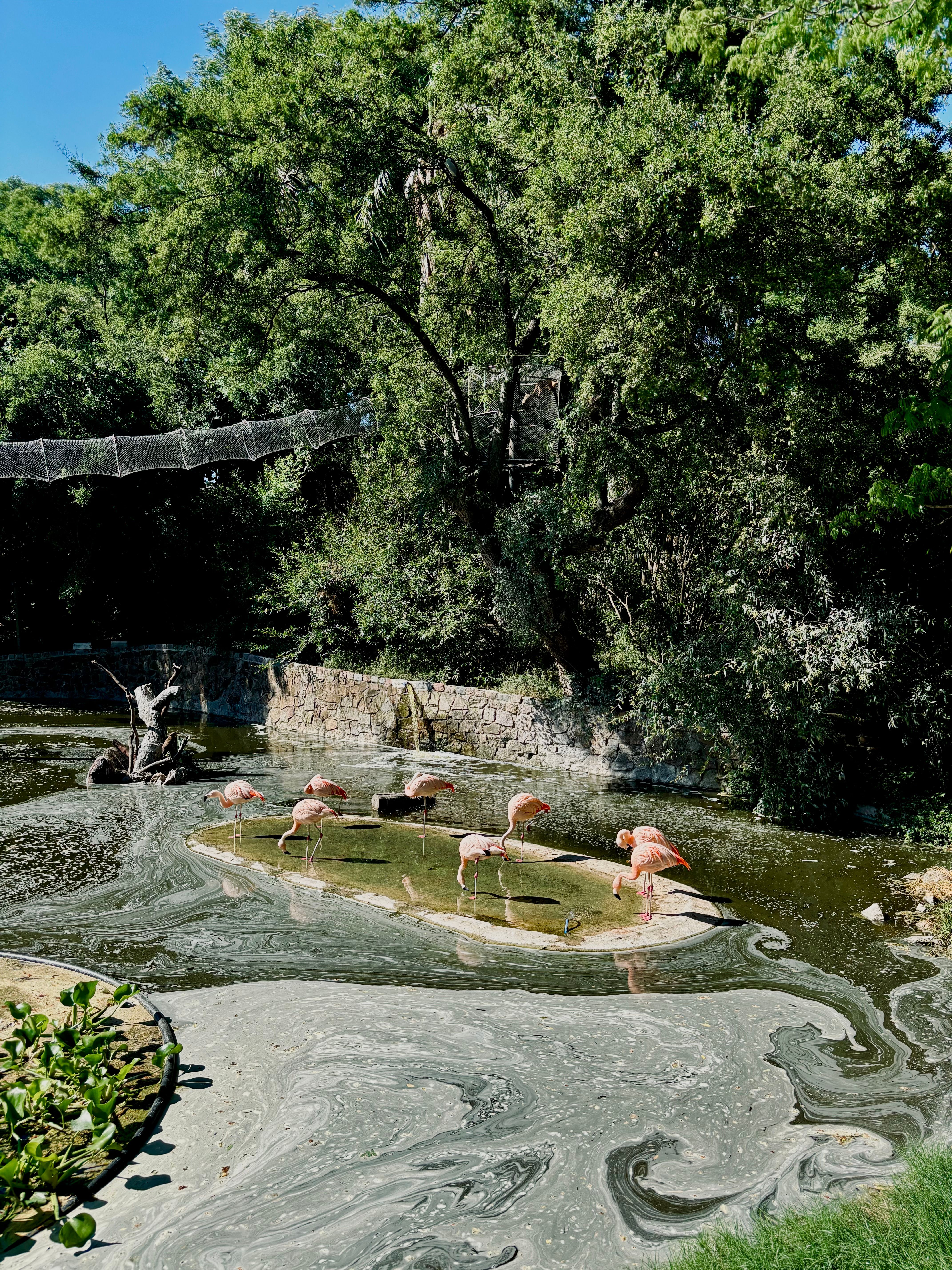 Flamingo Momela Lake Photos, Download The BEST Free Flamingo Momela ...