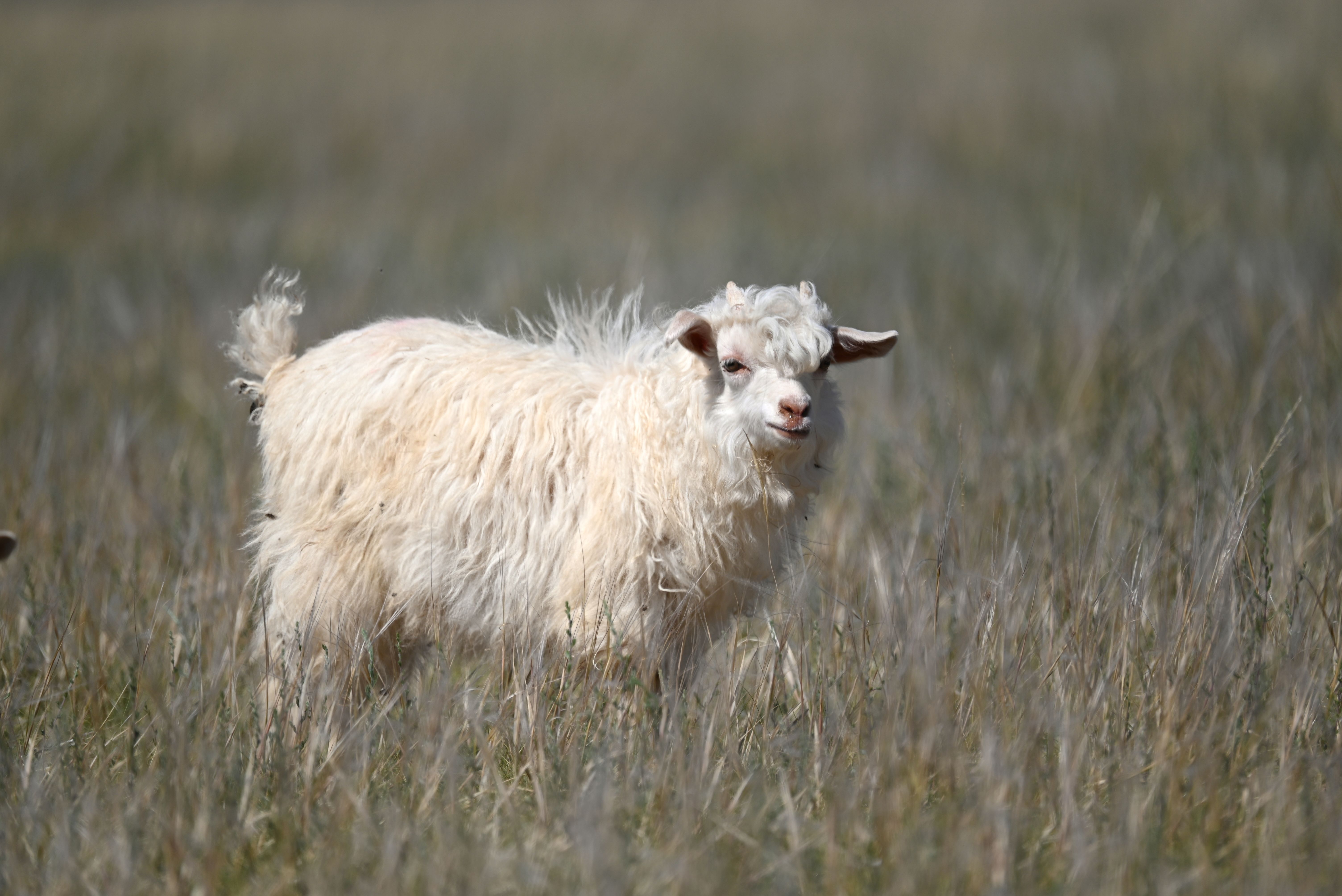 Fluffy White Goat in Natural Grassland Landscape · Free Stock Photo