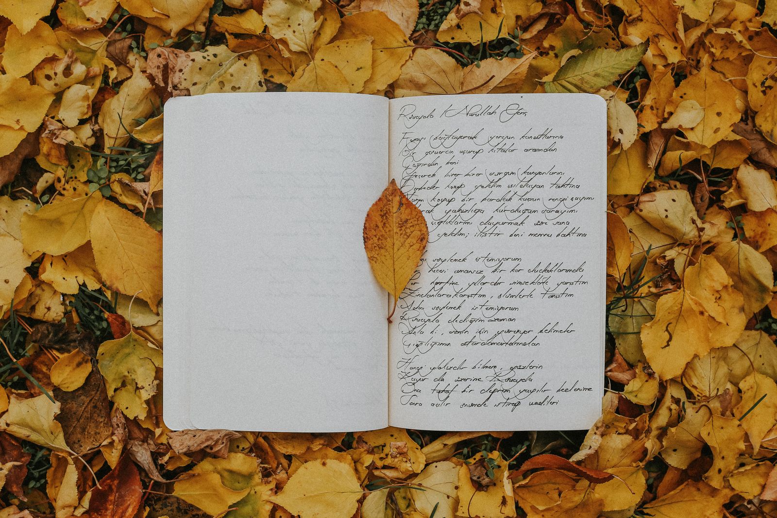 Book Png Photos, Download The BEST Free Book Png Stock Photos & HD Images