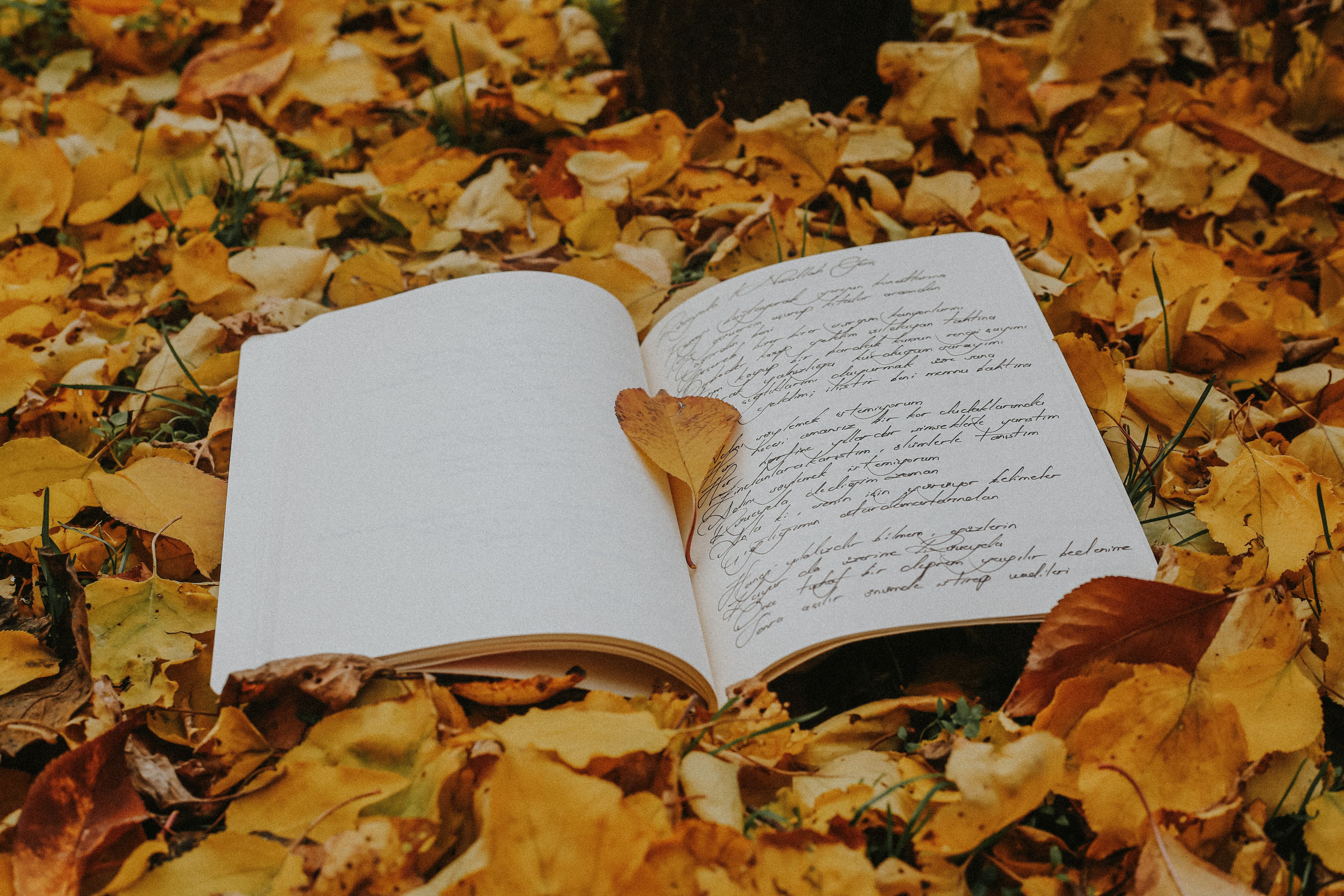 Book Png Photos, Download The BEST Free Book Png Stock Photos & HD Images
