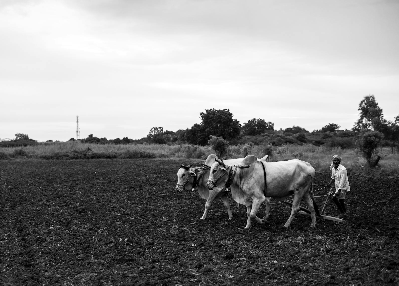 Subsistence Farming Photos, Download The BEST Free Subsistence Farming ...