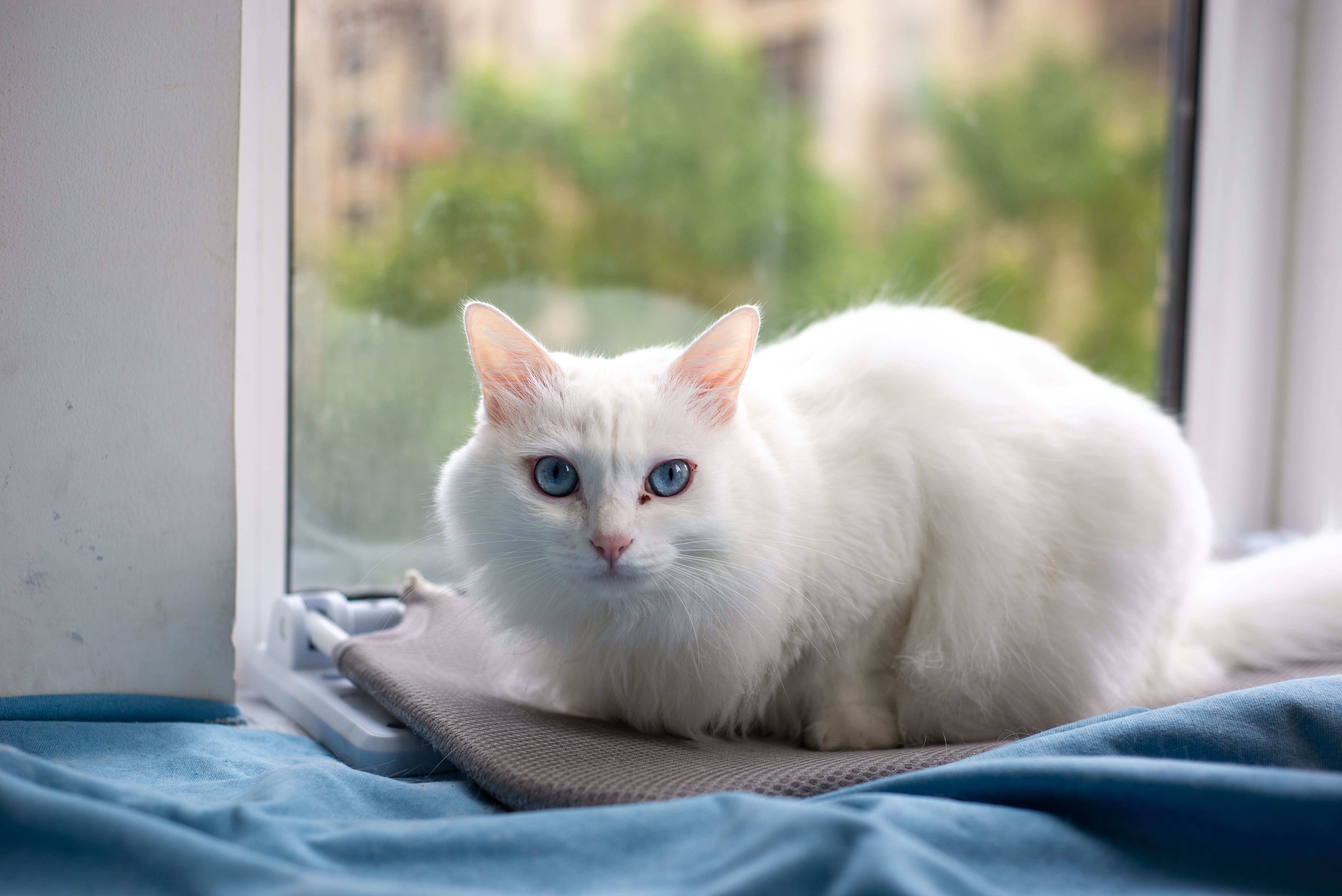 Photo gratuite de ambiance cosy, angora turc, animal, animal de ...