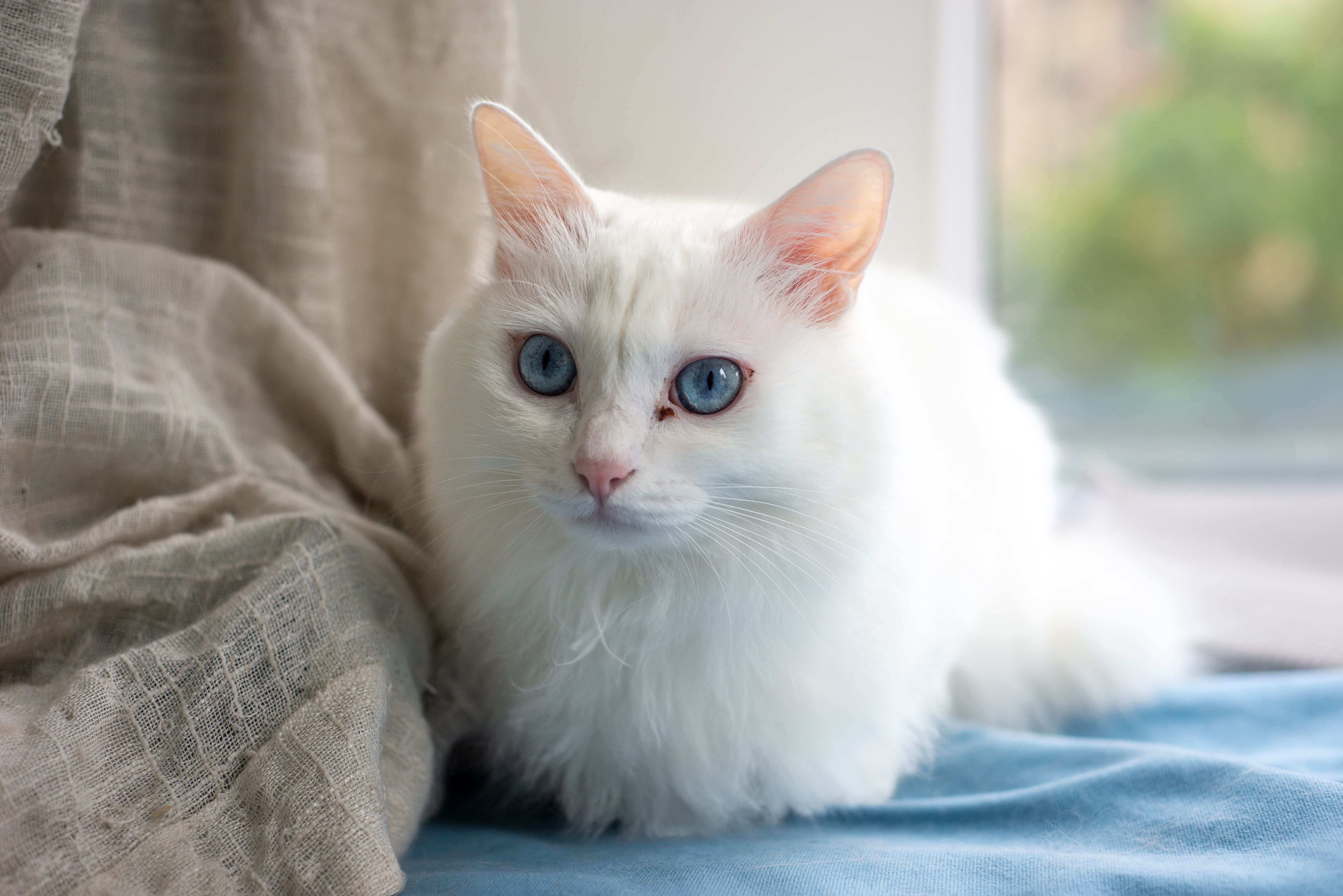 Photo gratuite de ambiance cosy, angora turc, animal, animal de ...