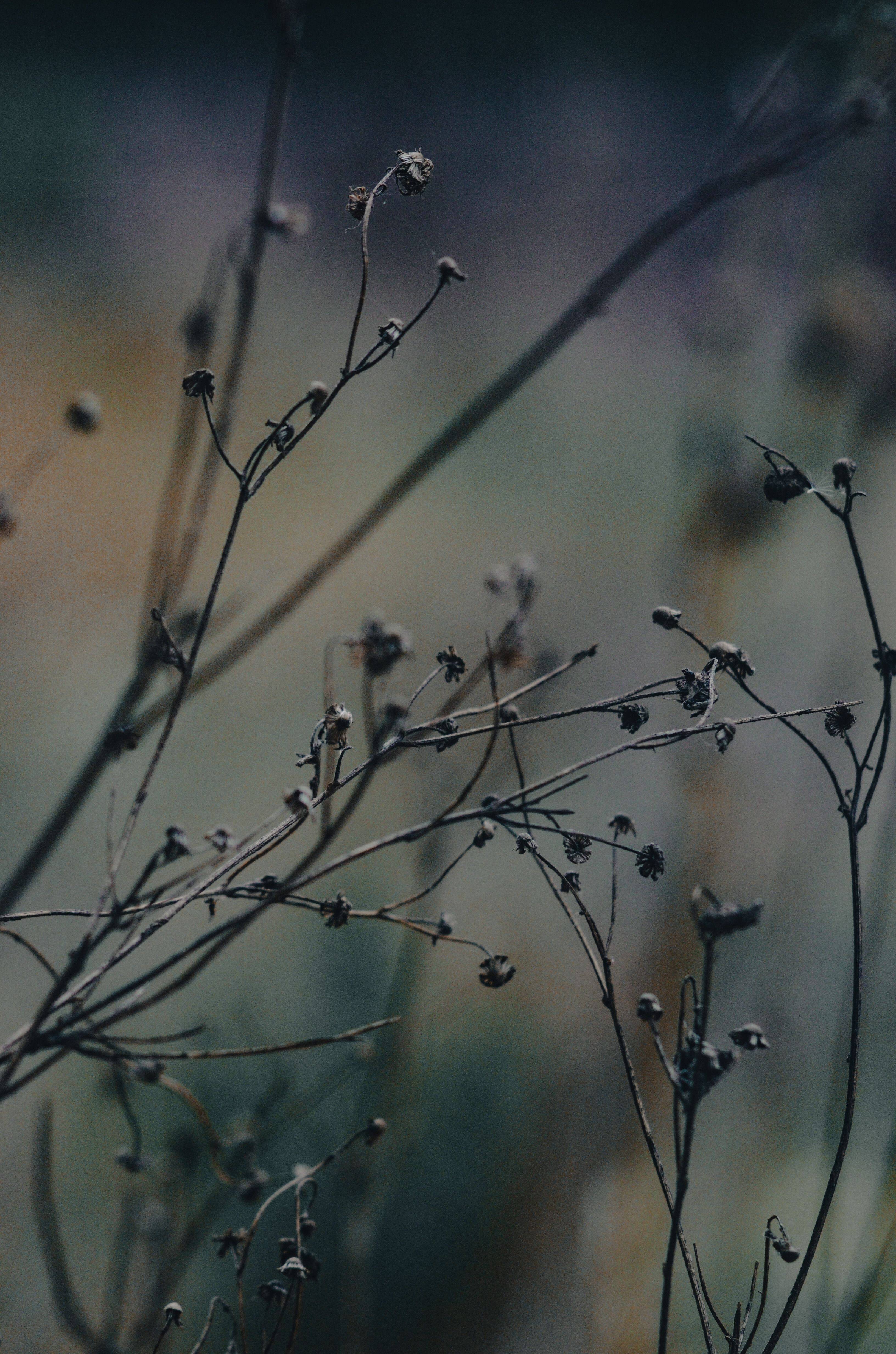 Twig Tuffree Photos, Download The BEST Free Twig Tuffree Stock Photos ...