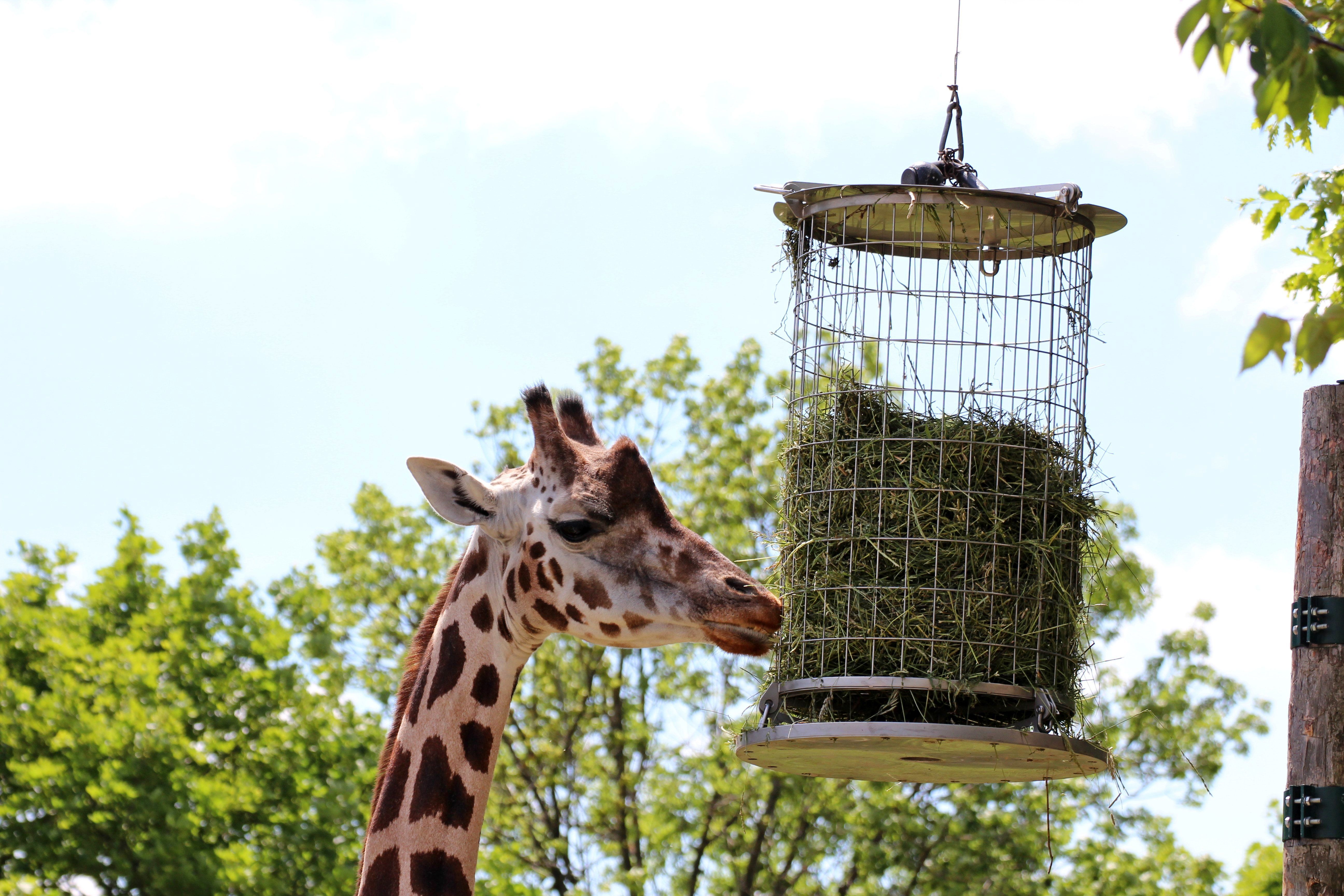 Giraffe Eating at Schönbrunn Zoo in Spring · Free Stock Photo