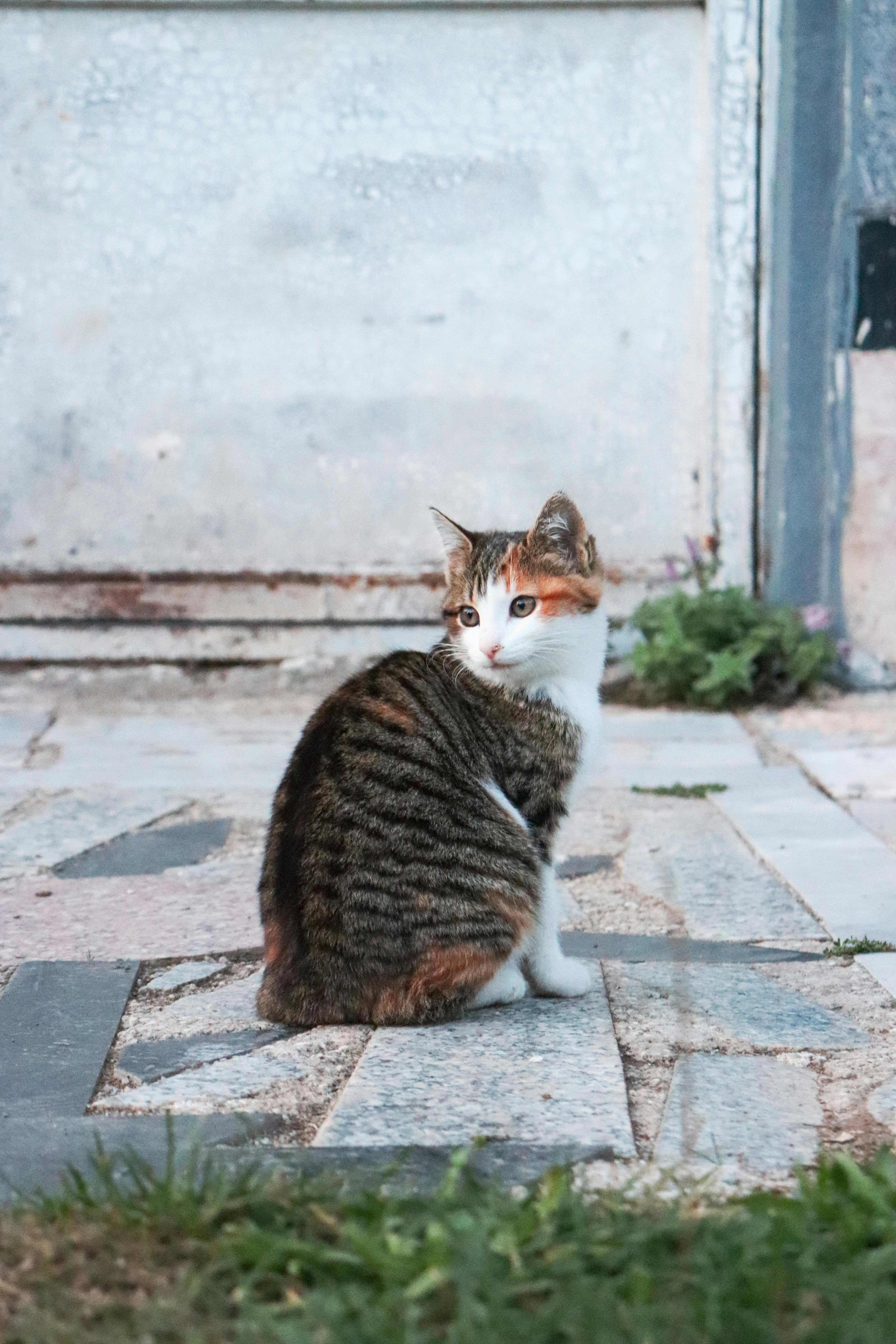 Cat Side View Photos, Download The BEST Free Cat Side View Stock Photos ...