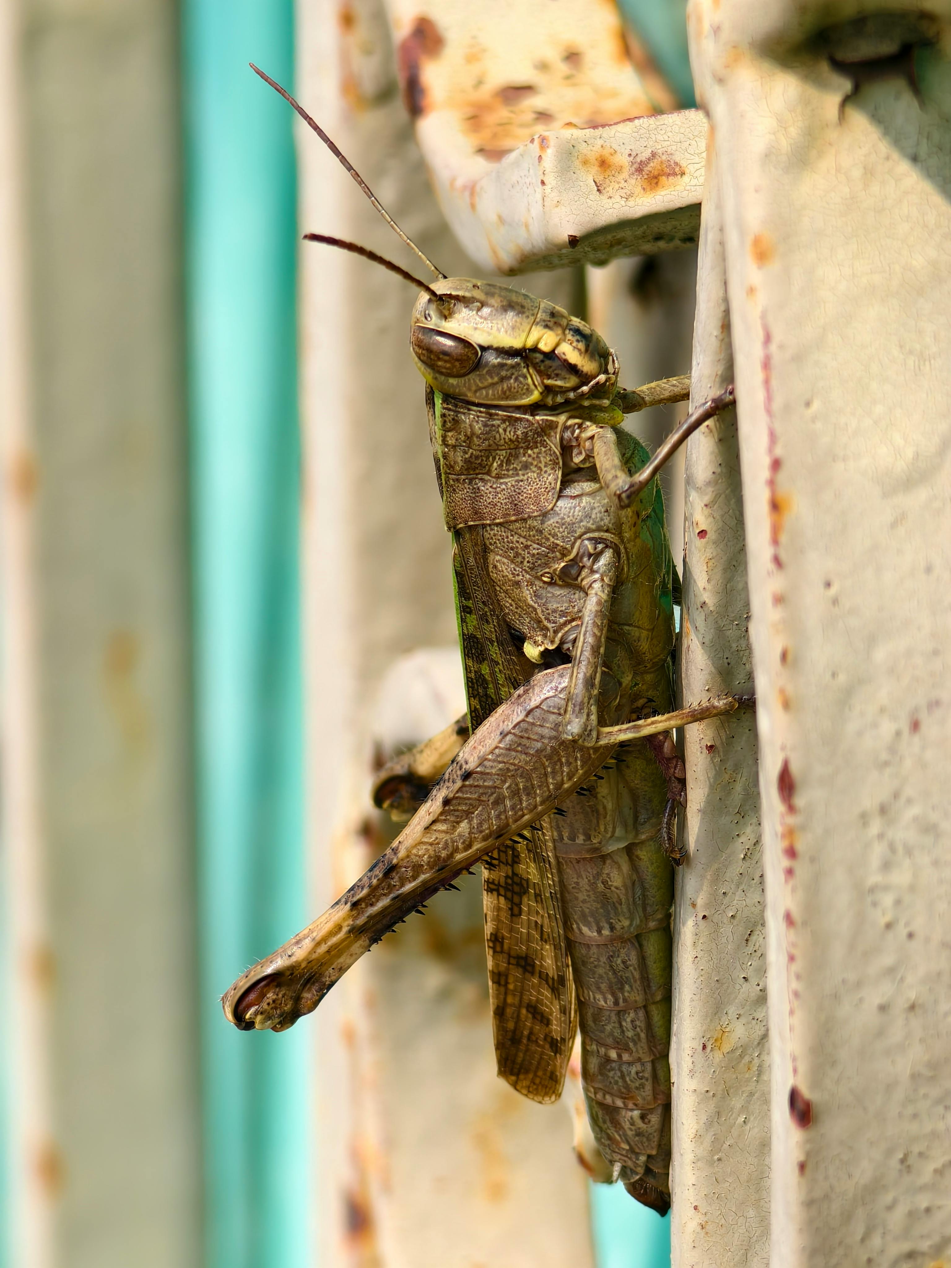 Locust Photos, Download The BEST Free Locust Stock Photos & HD Images