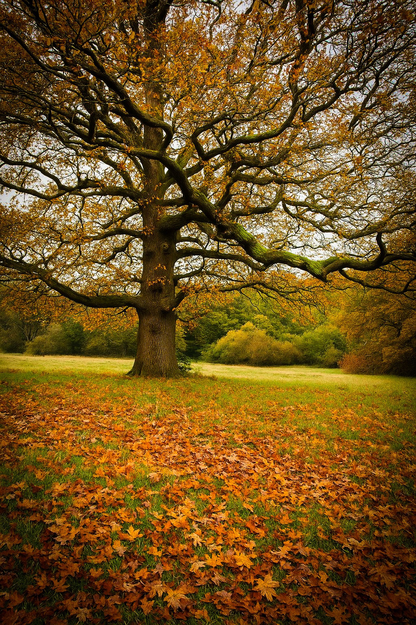 Majestic Oak Tree in Autumn Landscape · Free Stock Photo