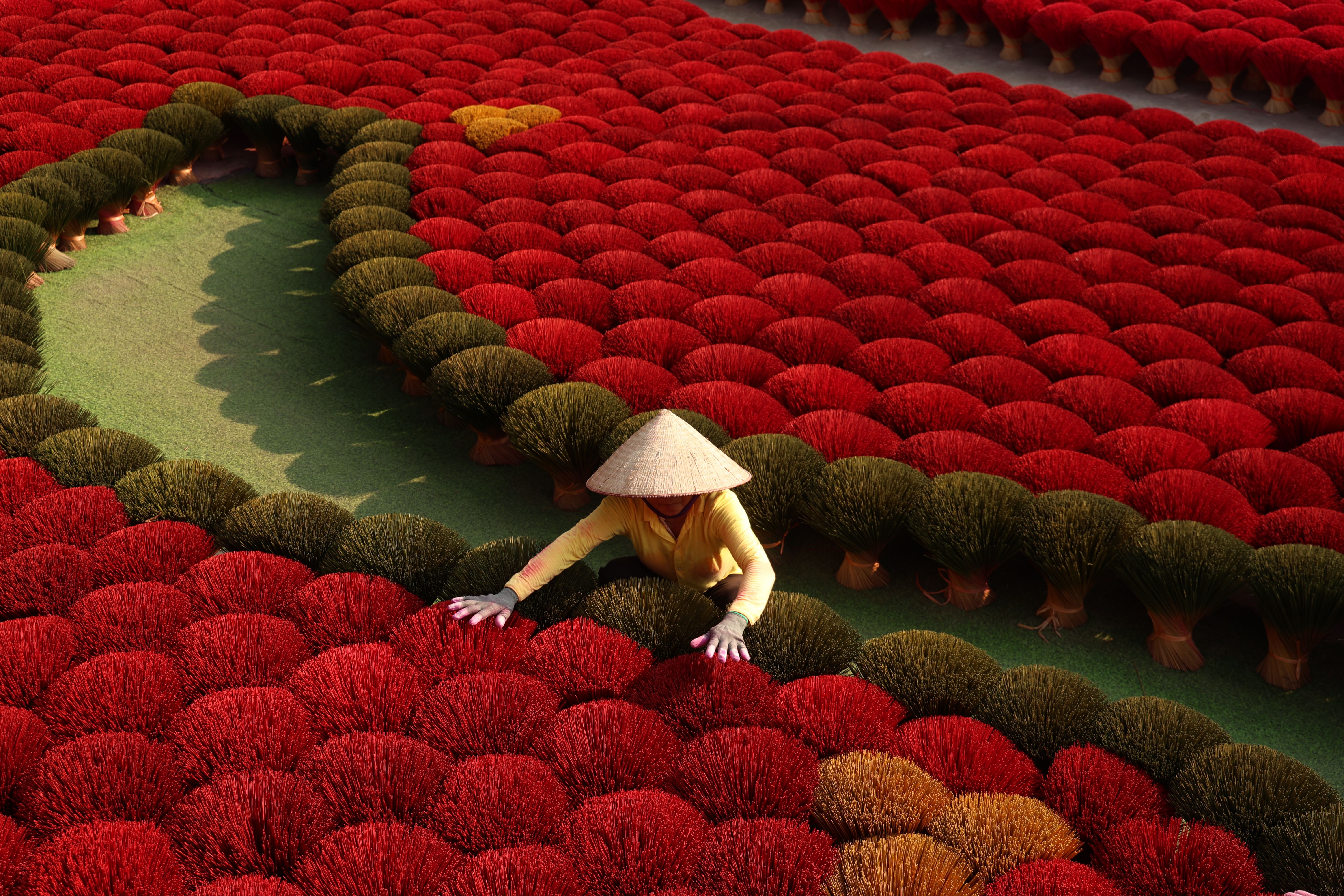 Traditional Incense Drying in Vietnam Field · Free Stock Photo