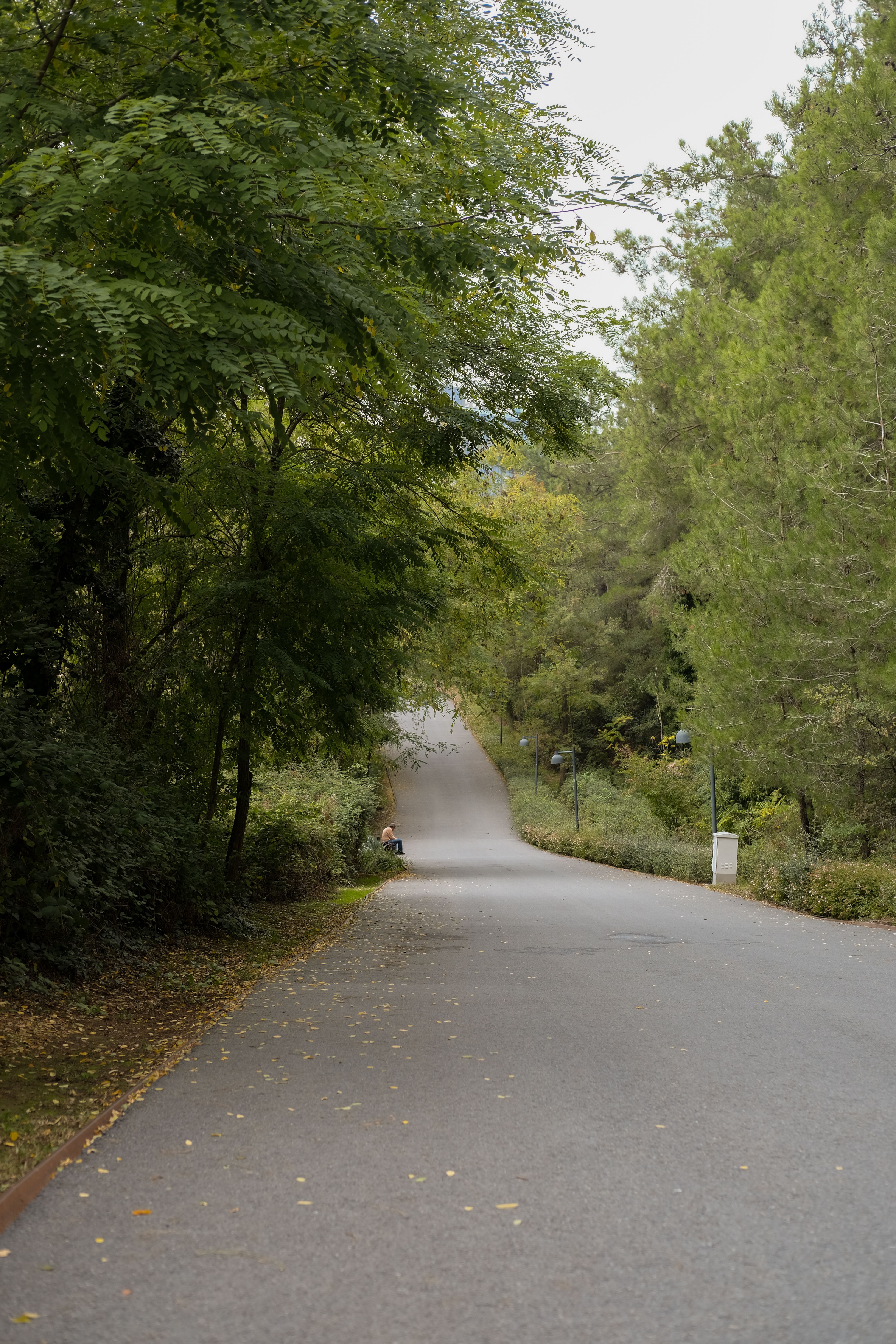 Serene Forest Path in İstanbul, Türkiye · Free Stock Photo