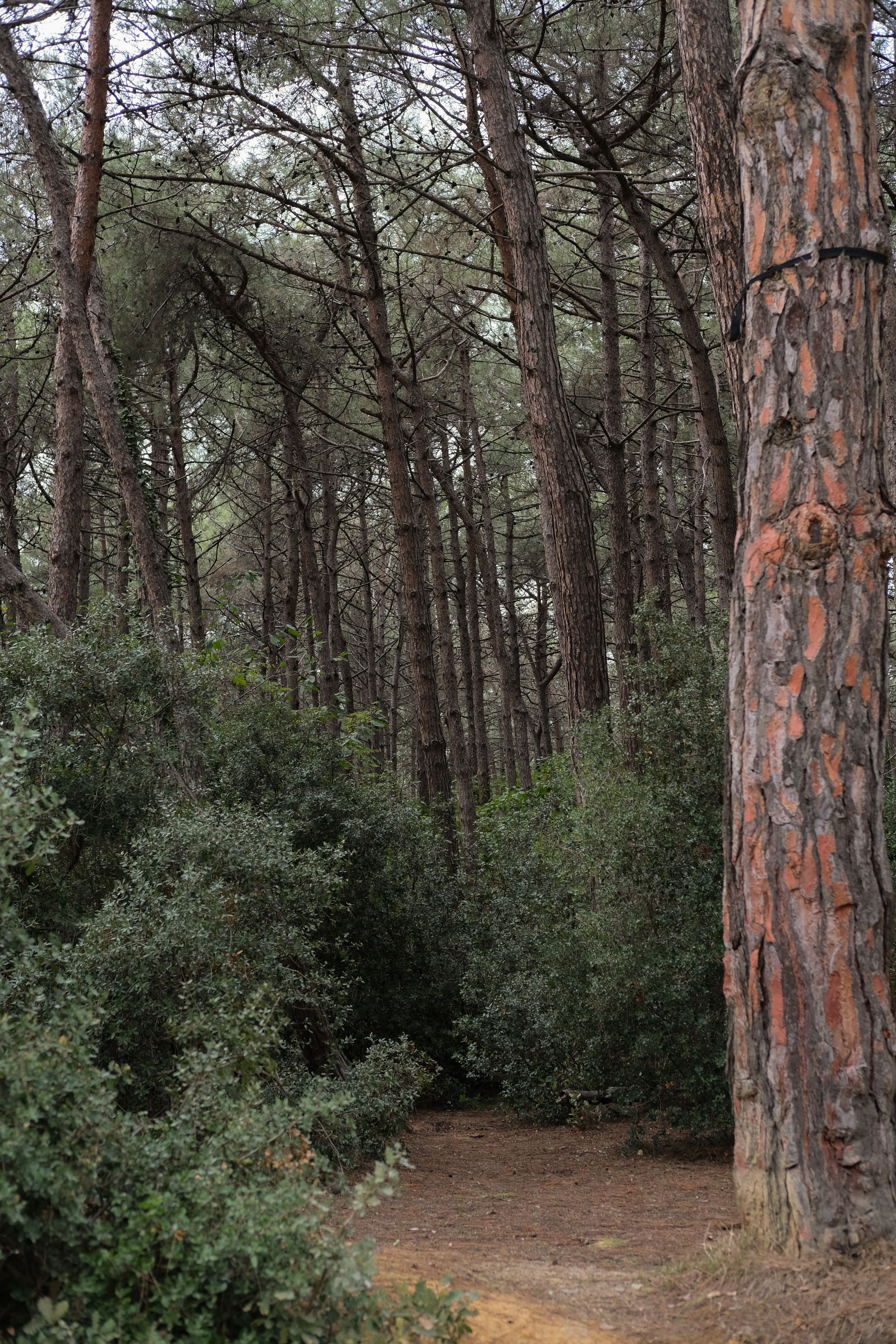 Serene Forest Landscape in İstanbul, Türkiye · Free Stock Photo