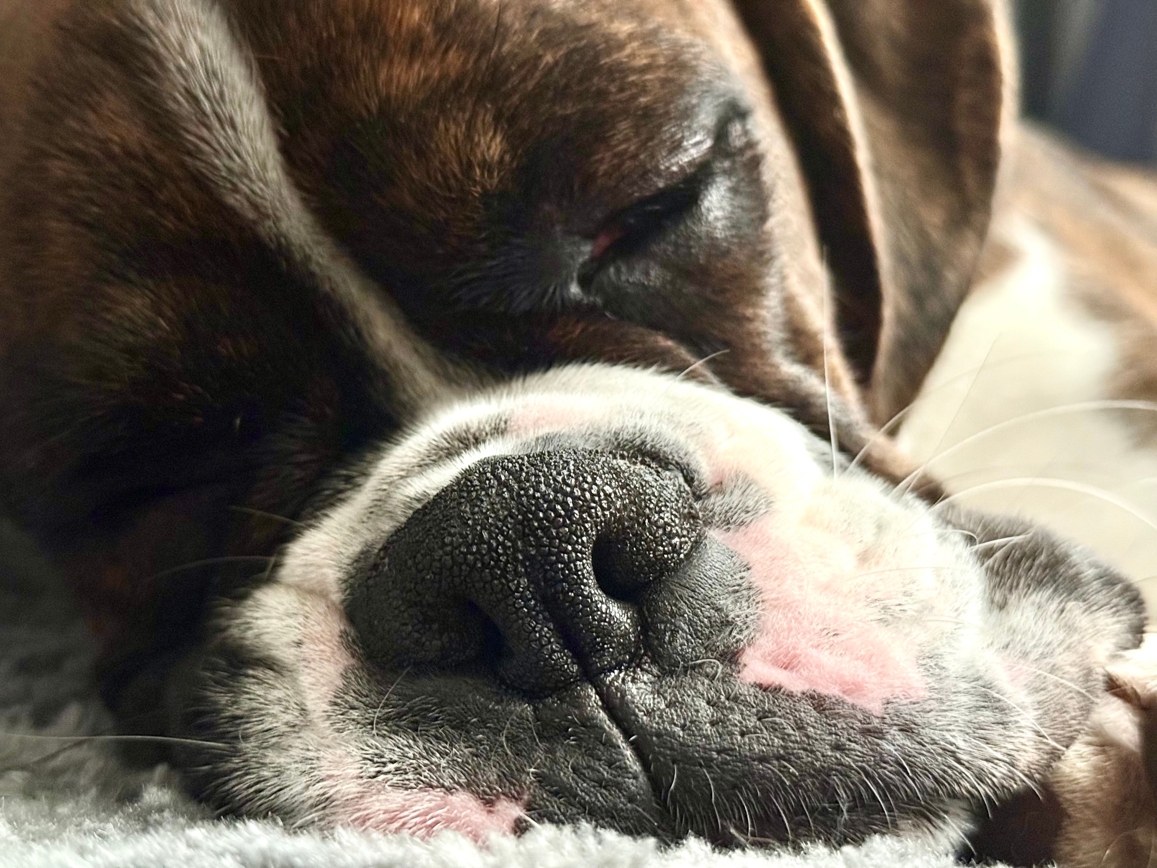 Close-up of a Sleeping Boxer Dog's Nose · Free Stock Photo