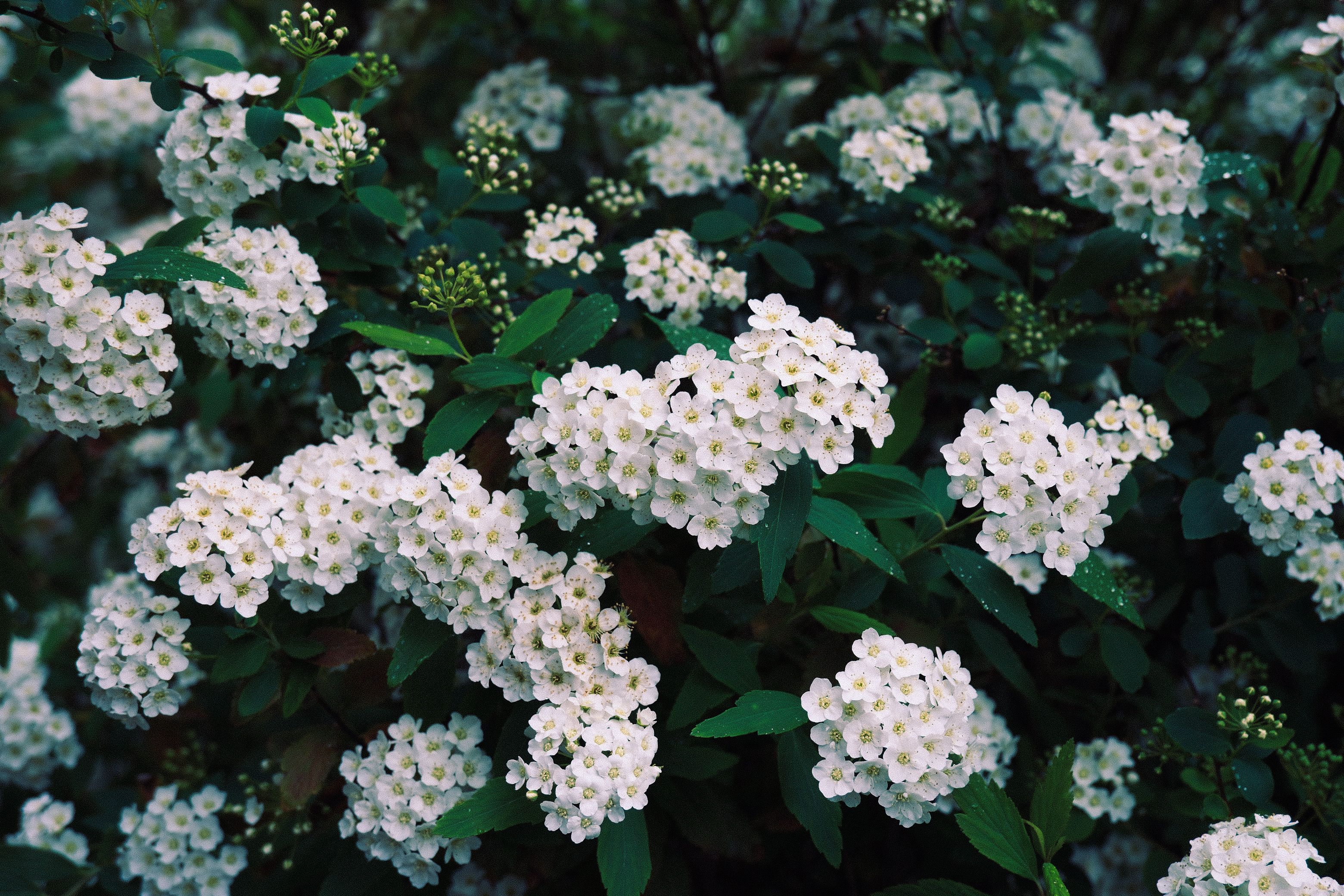 Kaizen Plant Photos, Download The BEST Free Kaizen Plant Stock Photos ...