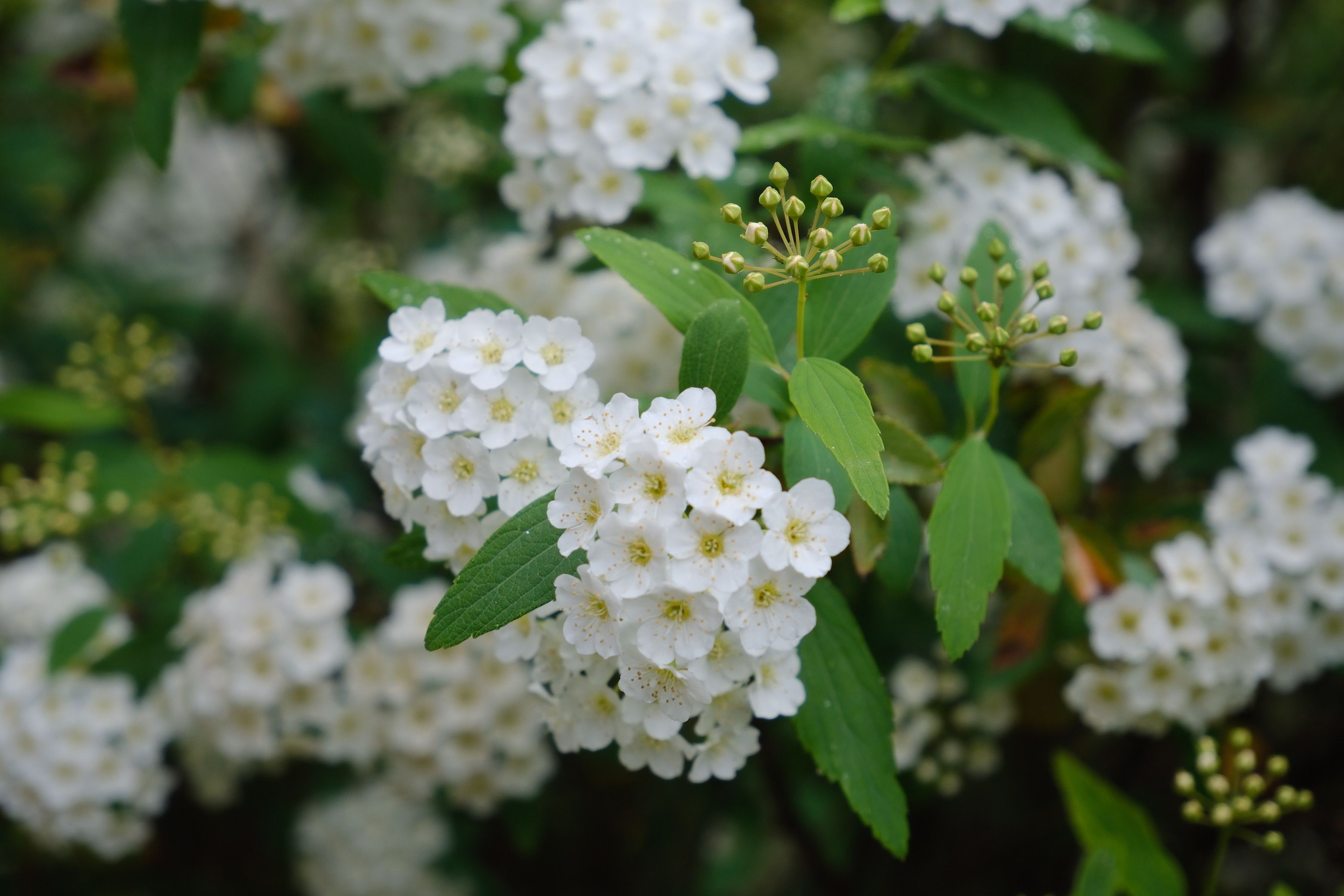 Spirea Struik Photos, Download The BEST Free Spirea Struik Stock Photos ...