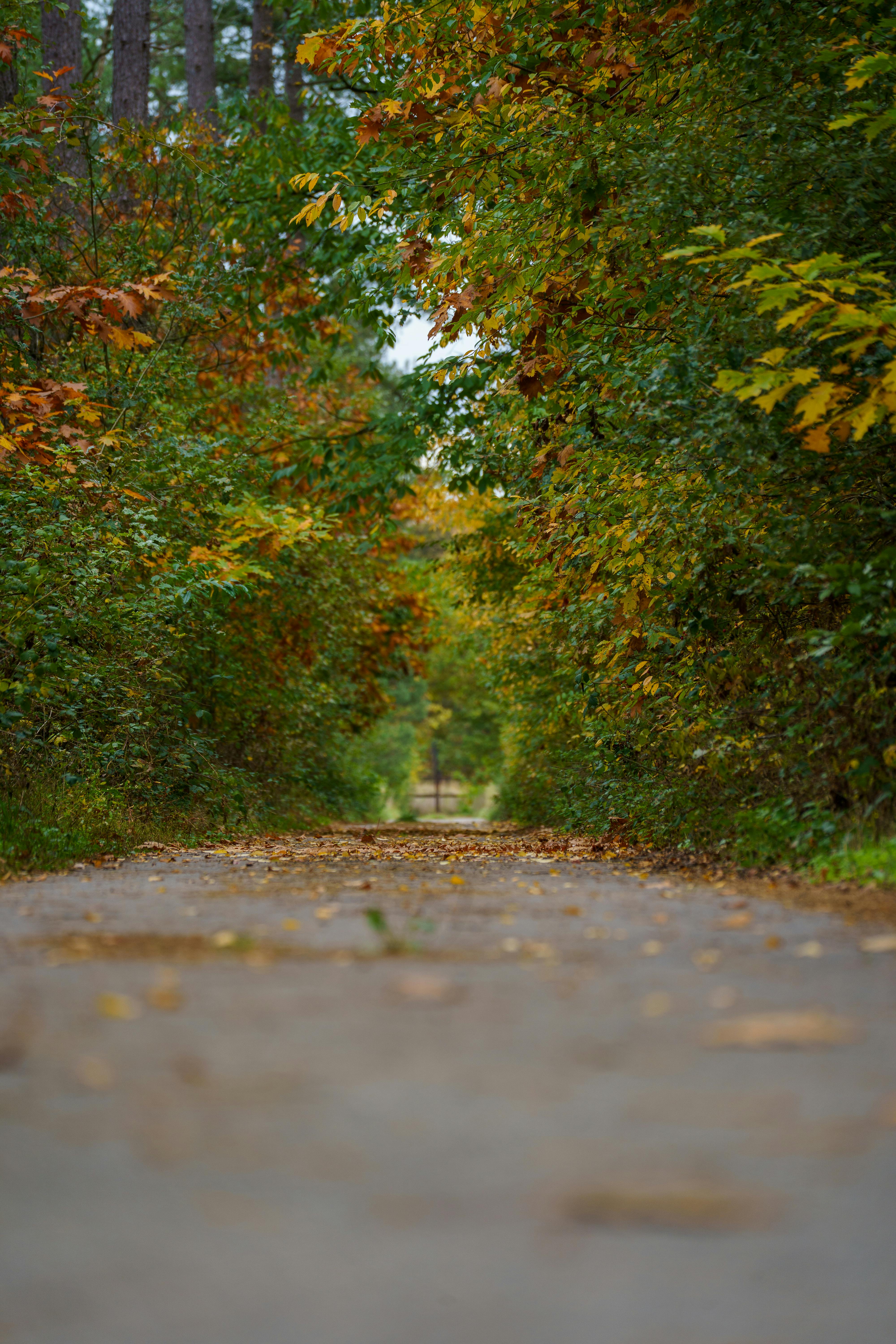 Foto profissional gratuita de alemanha, almanya, amantes da natureza ...