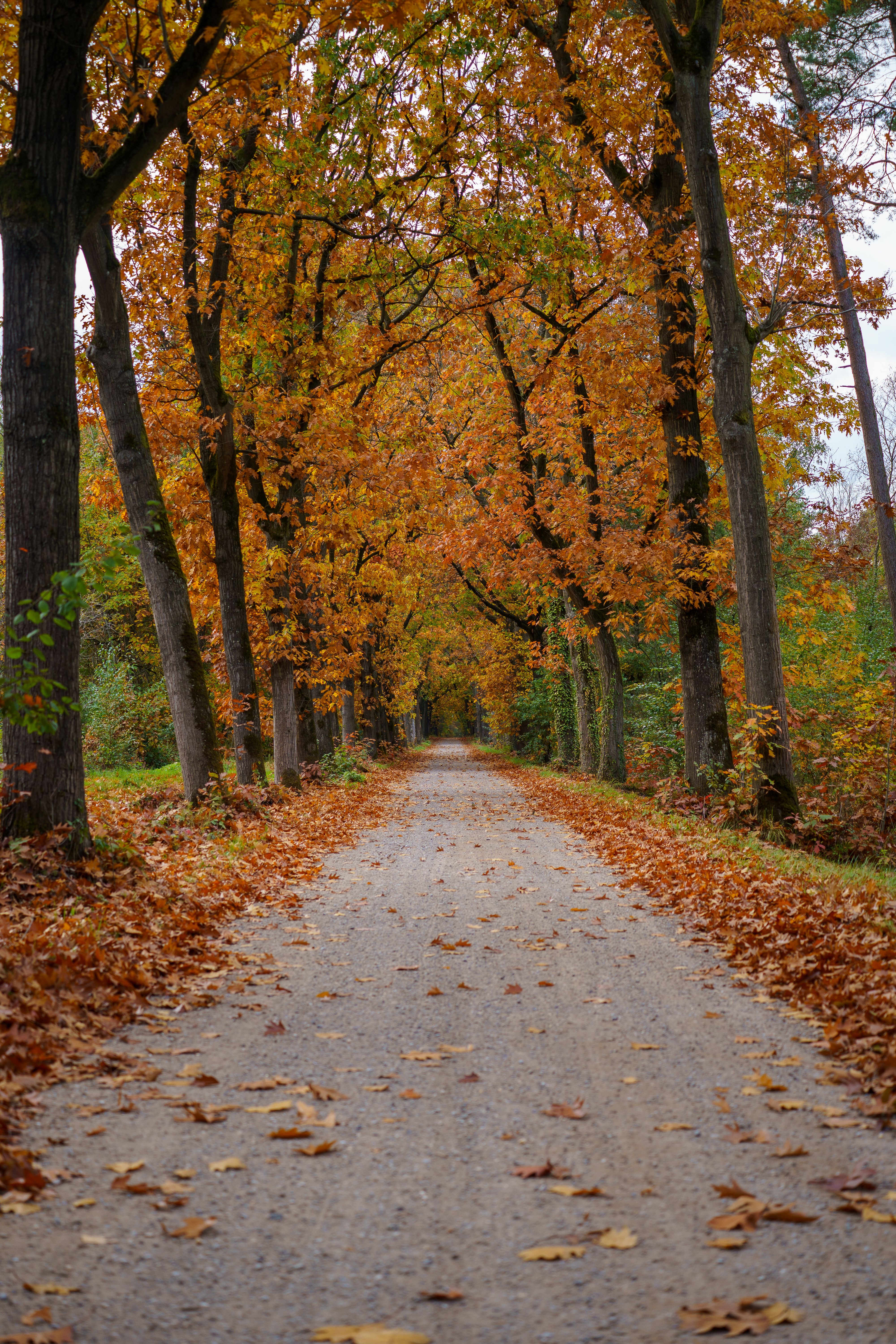 Autumn Pathway with Vibrant Foliage · Free Stock Photo