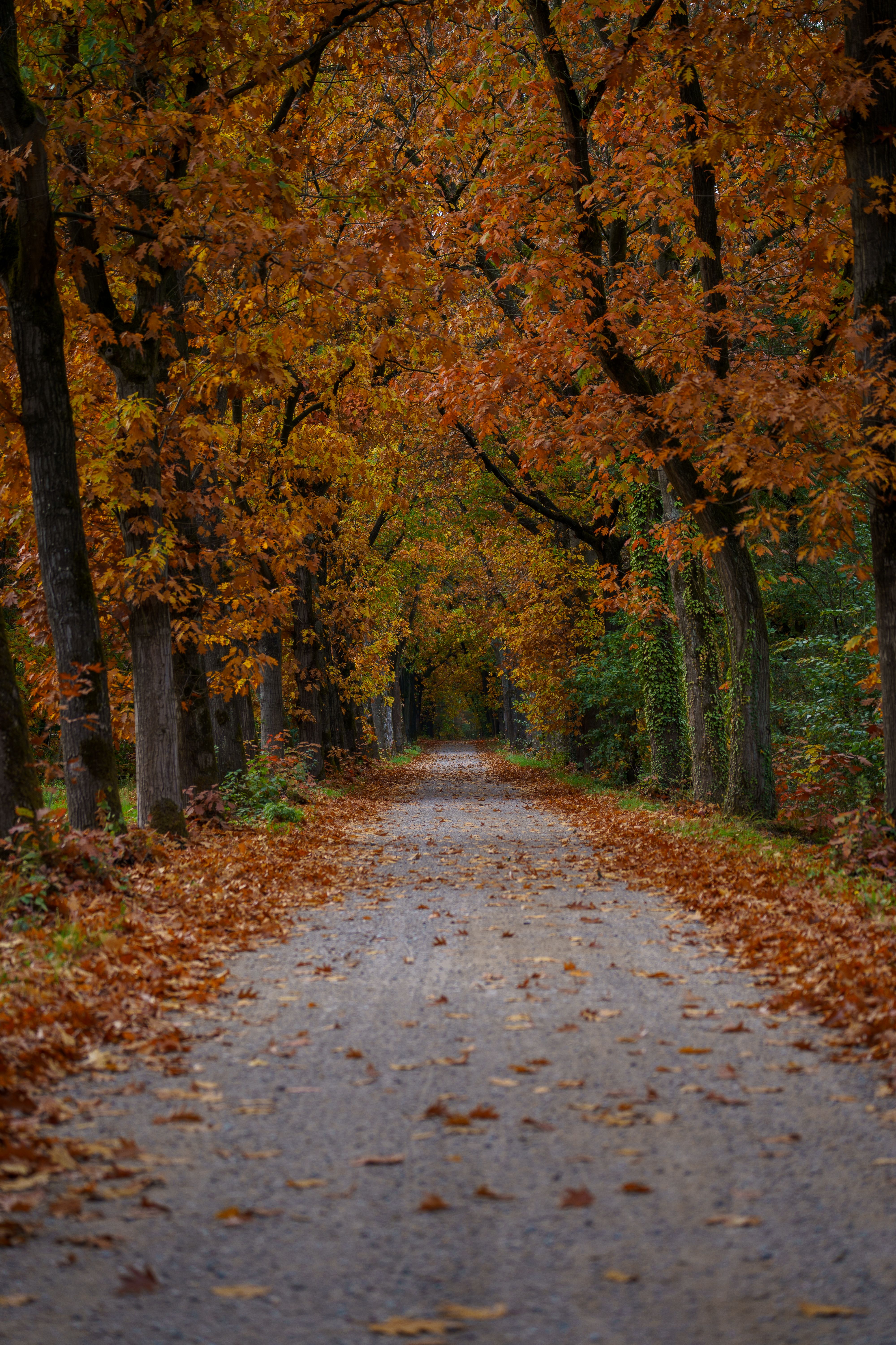 Scenic Autumn Pathway Lined with Maple Trees · Free Stock Photo