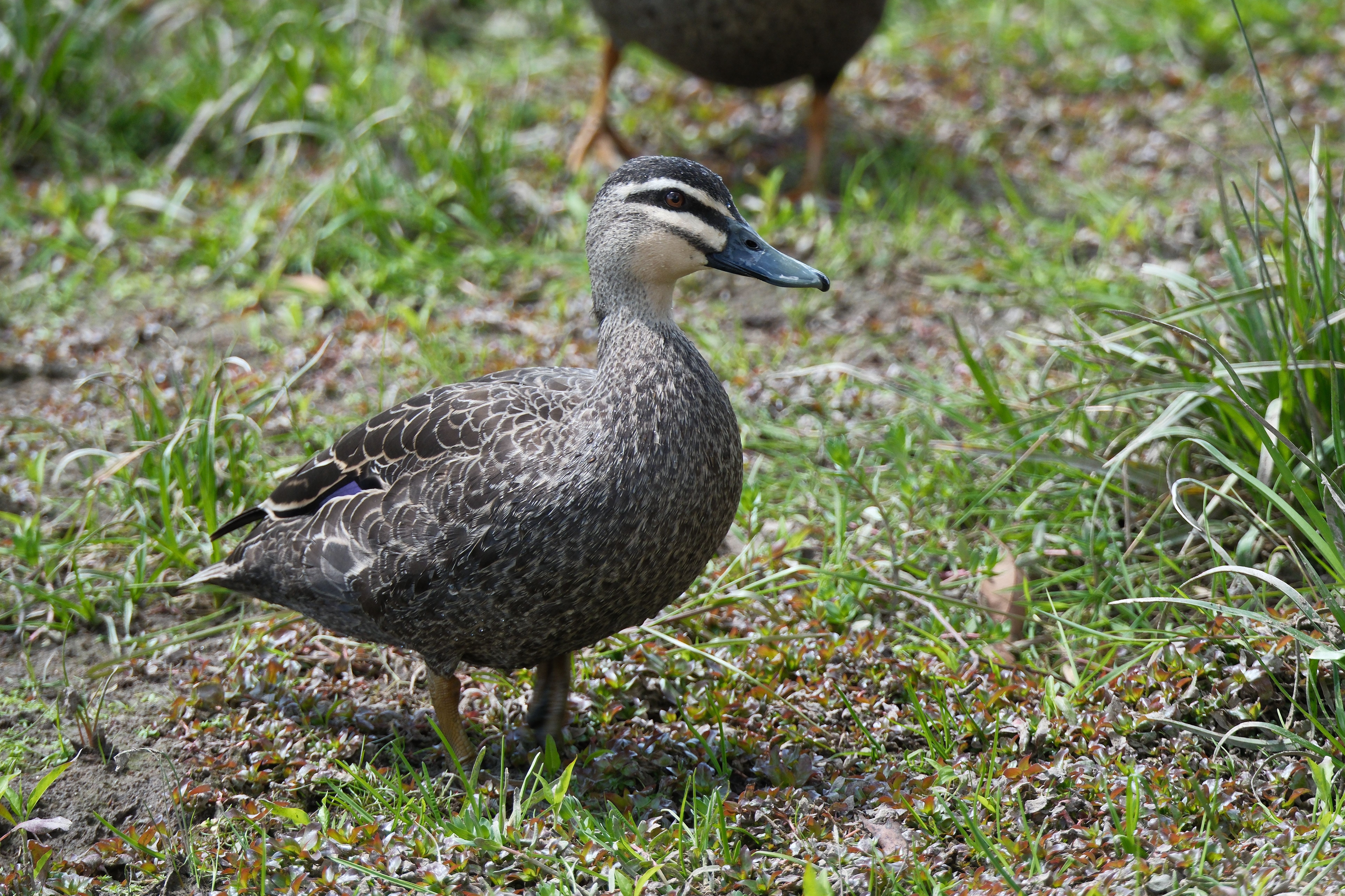 Close-up of Pacific Black Duck in Natural Habitat · Free Stock Photo