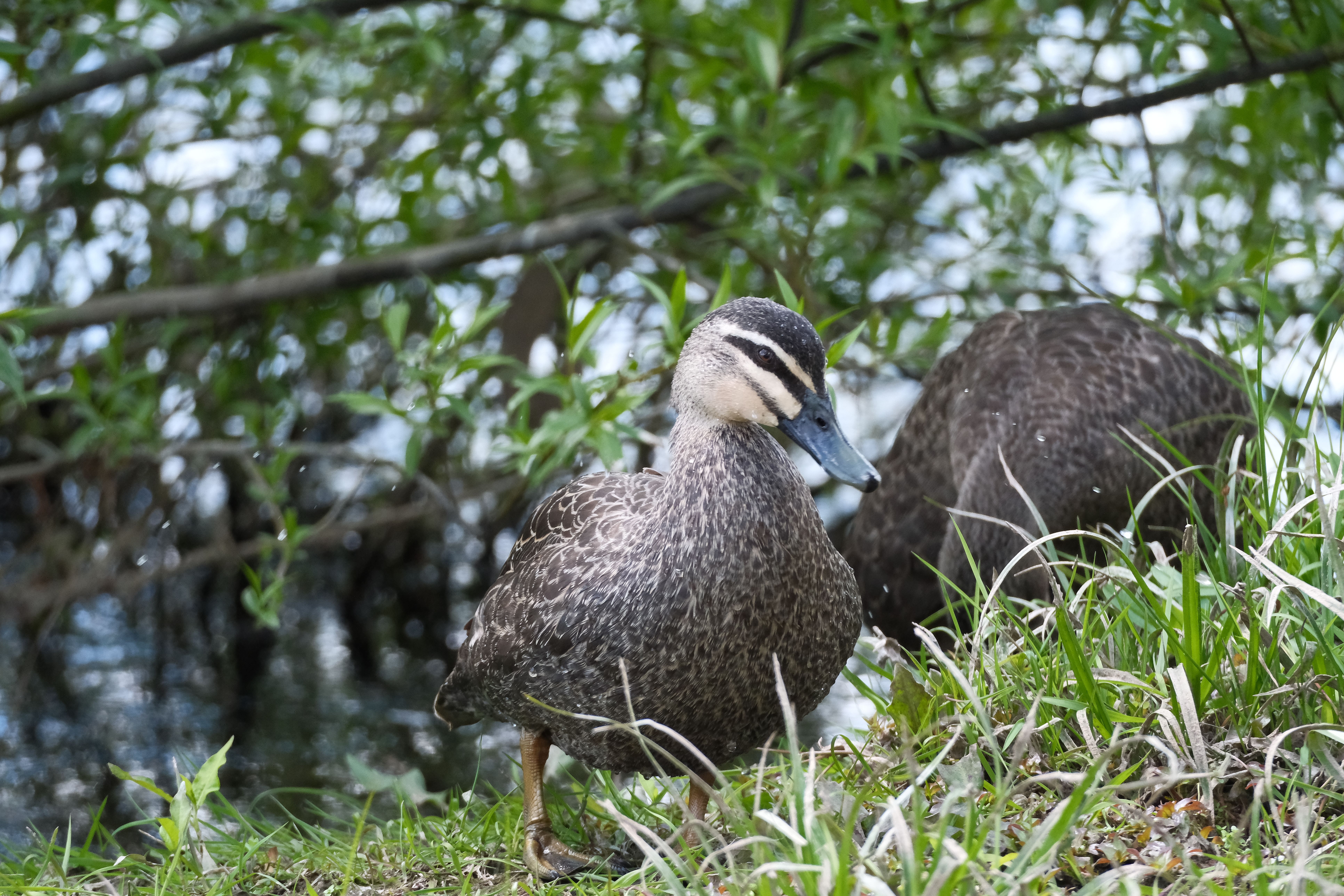 Pacific Black Duck by River with Grass · Free Stock Photo